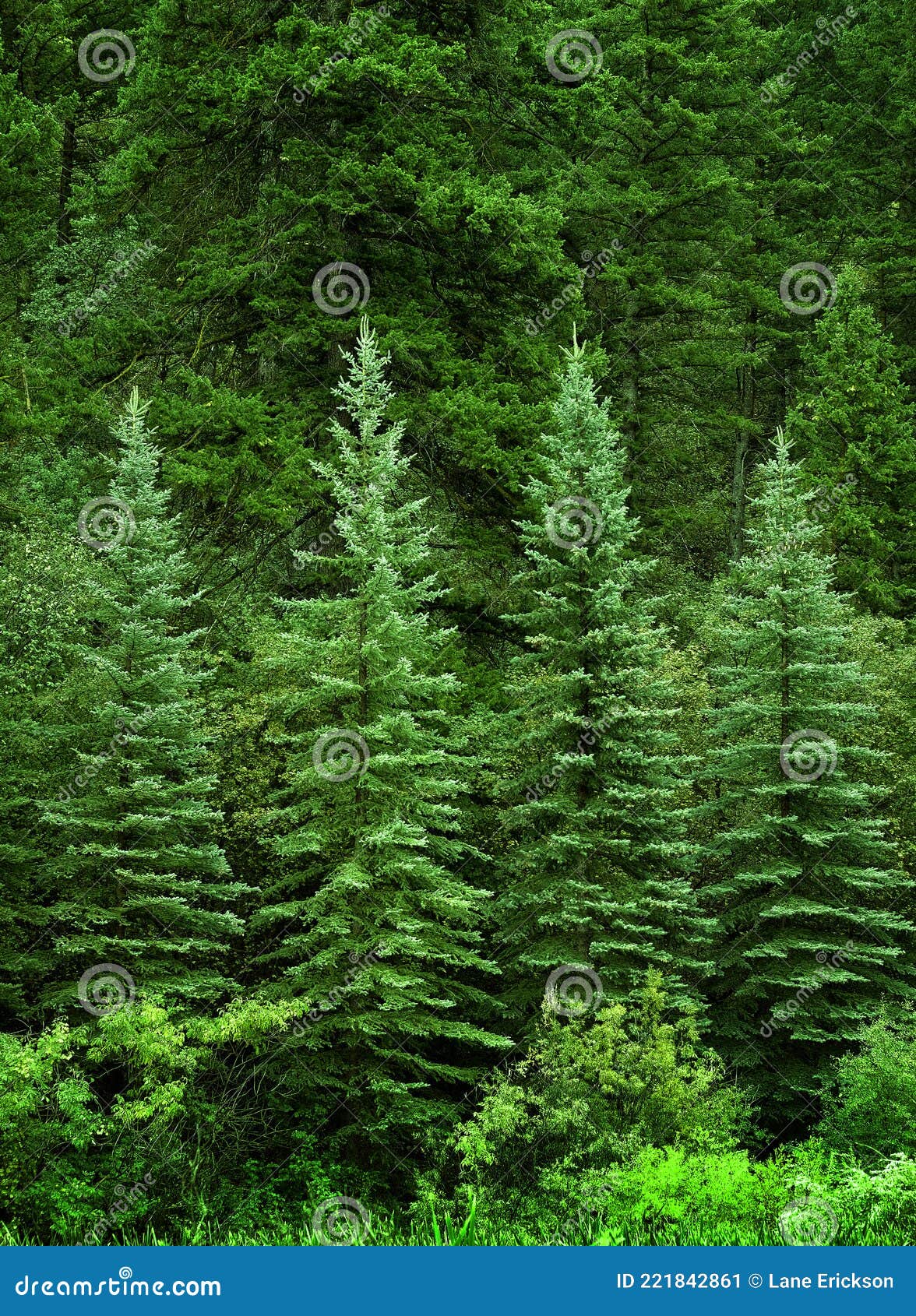 Lush Green Pine Trees Forest in Wilderness Stock Image - Image of ...