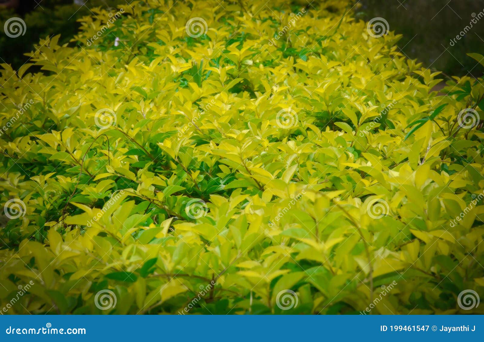 Lush green plants stock image. Image of grass, fresh - 199461547