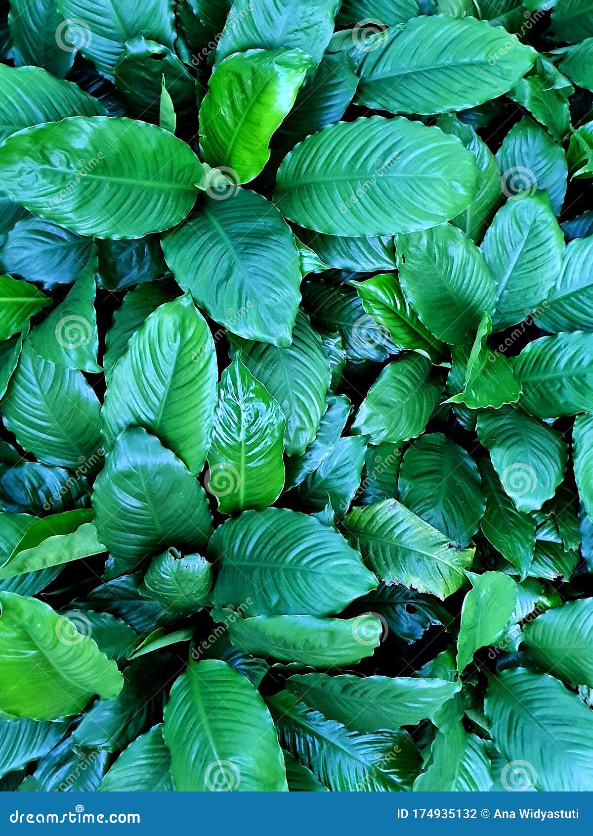 Lush Green Plants in the Park Stock Photo - Image of foliage, lush ...