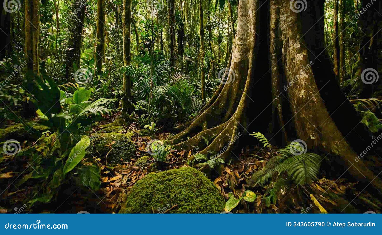 Lush Green Rainforest with Large Tree Trunk and Roots, Moss Covered ...