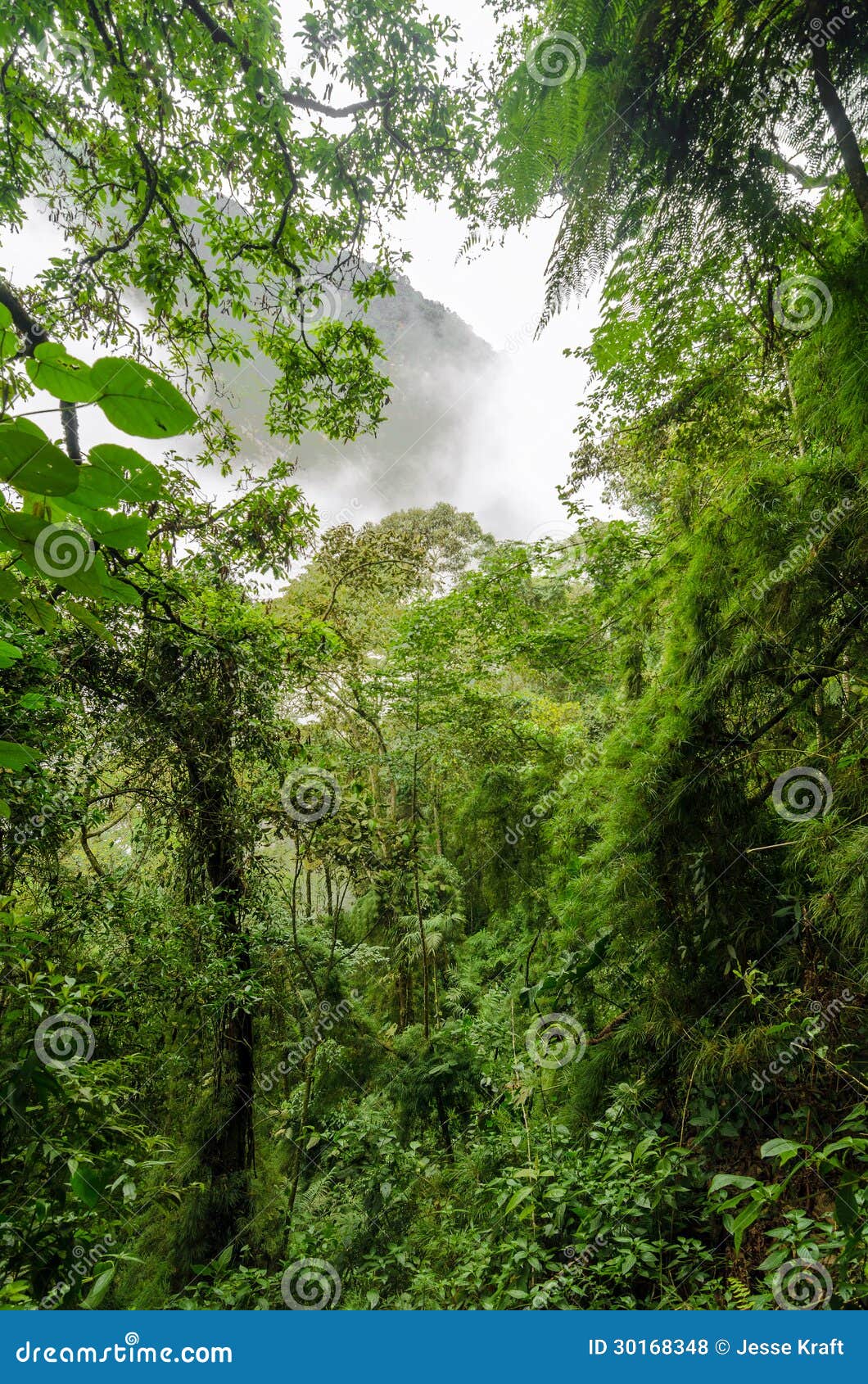 Mist Shrouded Forest stock photo. Image of leaves, white - 30168348