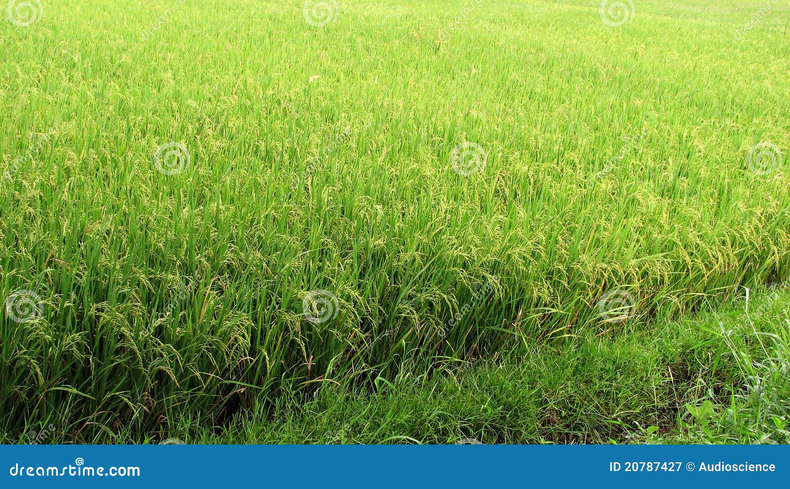 Lush Green Rice Field stock image. Image of land, harvest - 20787427