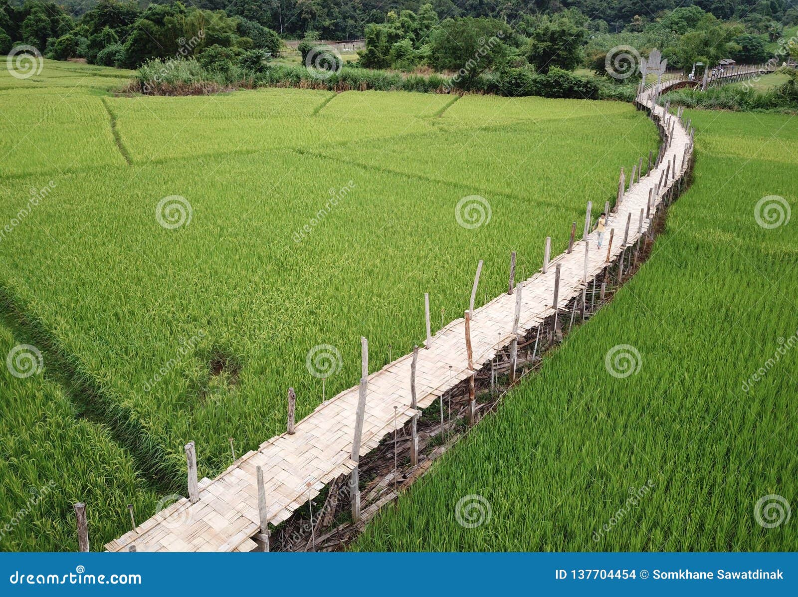 A Lush Green Rice Field with Bamboo Bridge Stock Photo - Image of green ...