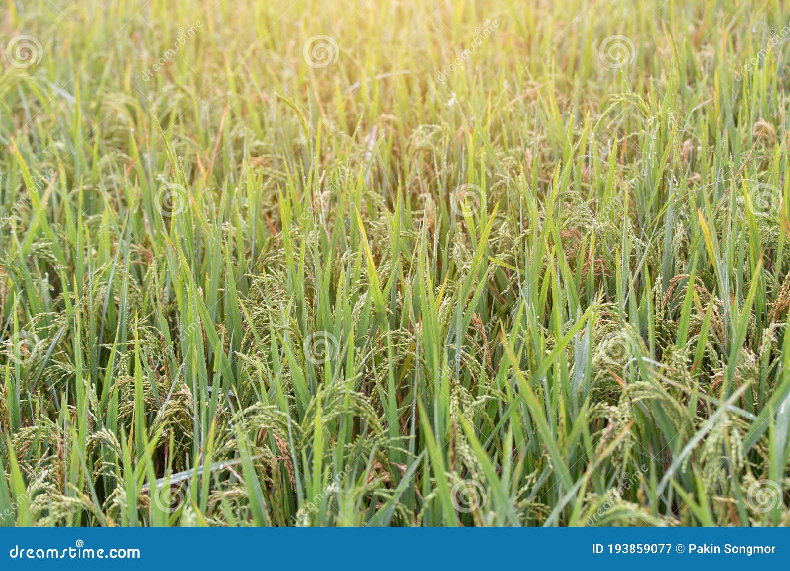Lush Green Rice Fields of the Countryside Stock Image - Image of green ...