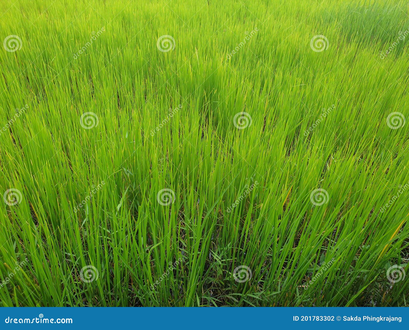 The Lush Green Rice Fields are Growing Stock Photo - Image of lush ...