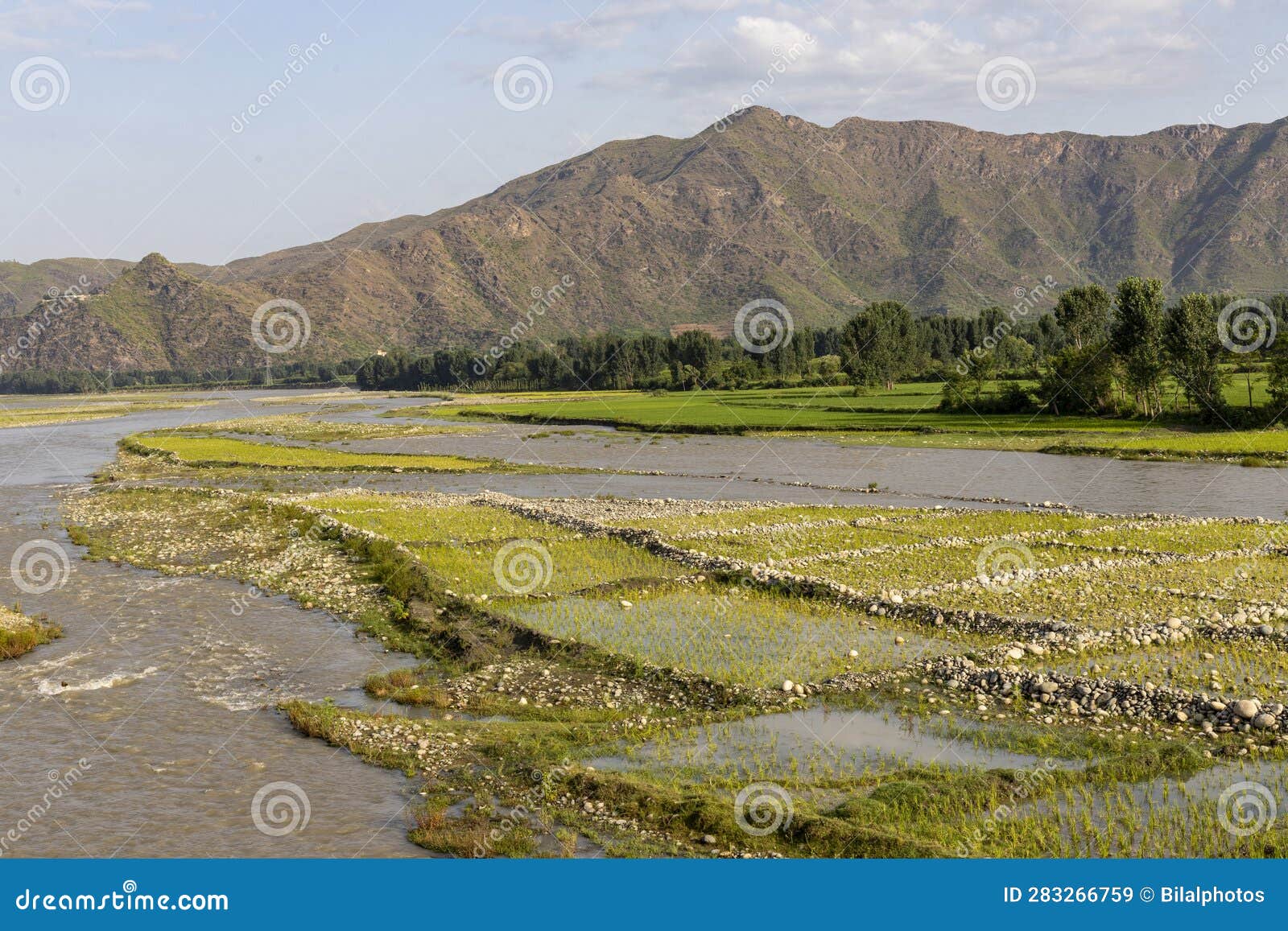 Lush Green Rice Fields in the Middle of River Swat, Pakistan Stock ...