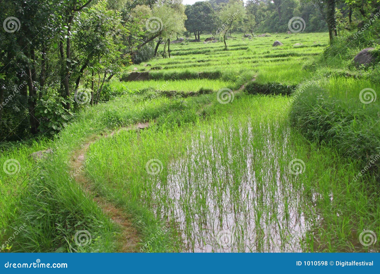 Lush Green Rice Fields & Paddy Cultivation Stock Photo - Image of green ...