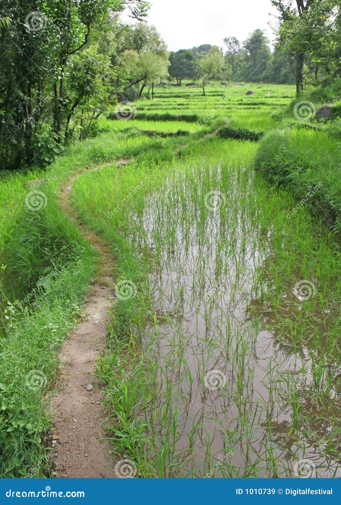 Lush Green Rice Fields & Paddy Cultivation Stock Image - Image of farm ...