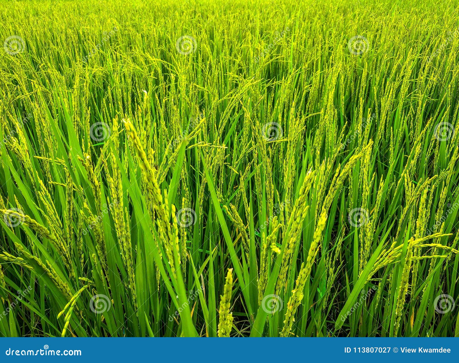 Lush Green Rice Fields,small Plots Cultivated by Nature. Stock Image ...