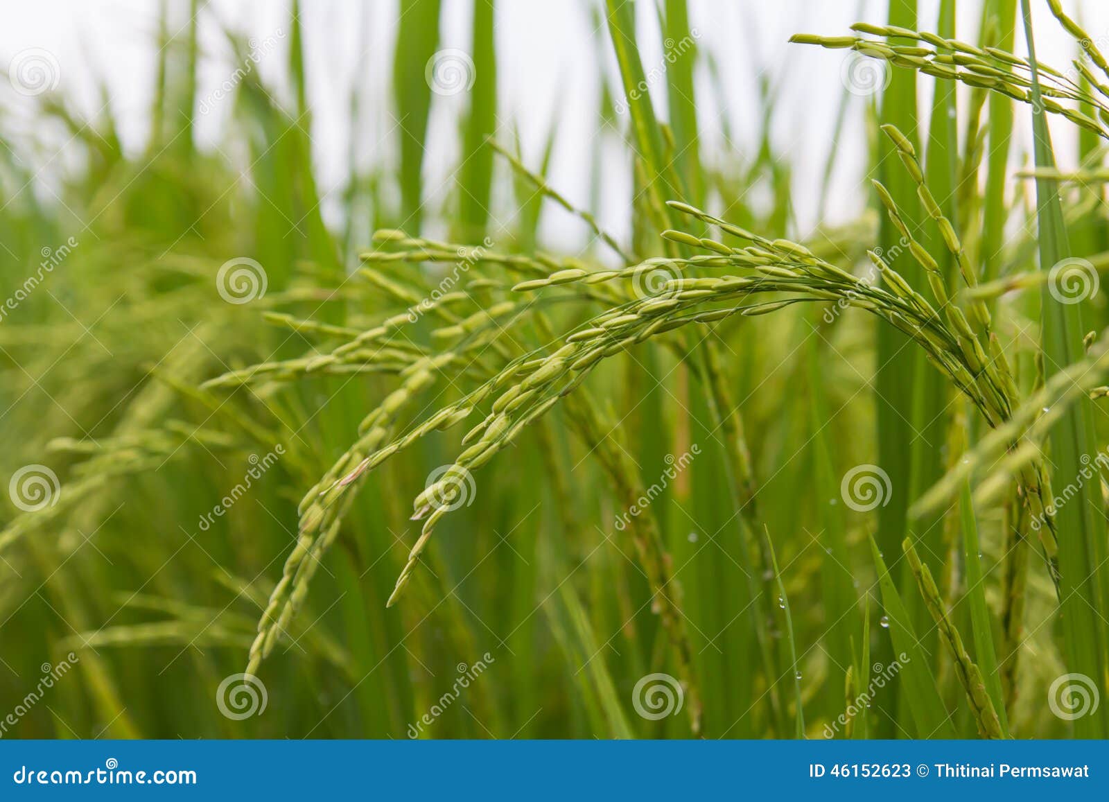 Lush Green Rice Fields, Small Plots Cultivated Stock Image - Image of ...