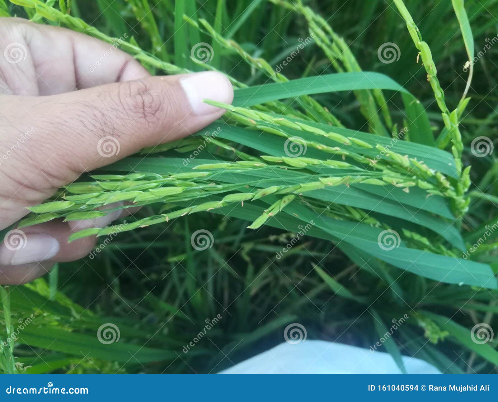 Lush Green Rice Paddy in Beautiful Human Hands Stock Photo - Image of ...