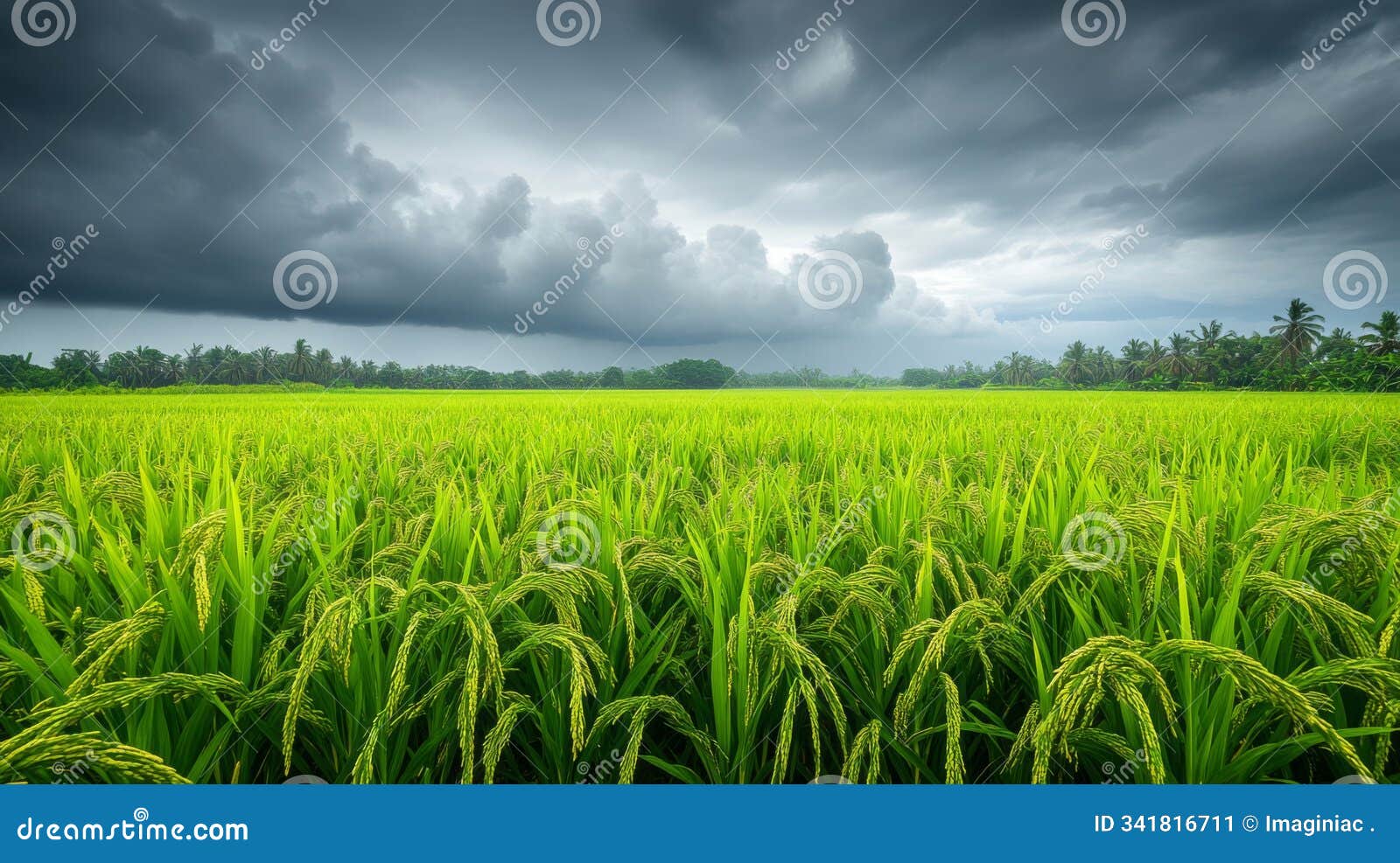 Lush Green Rice Paddy Field Under Stormy Clouds Stock Illustration ...