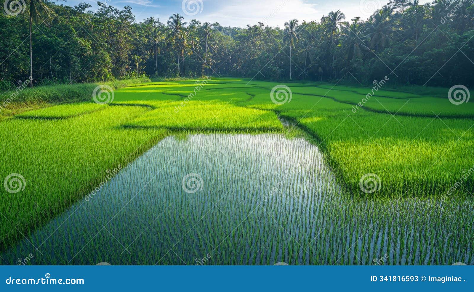 Lush Green Rice Paddy Fields with Palm Trees and a Reflecting Pond ...