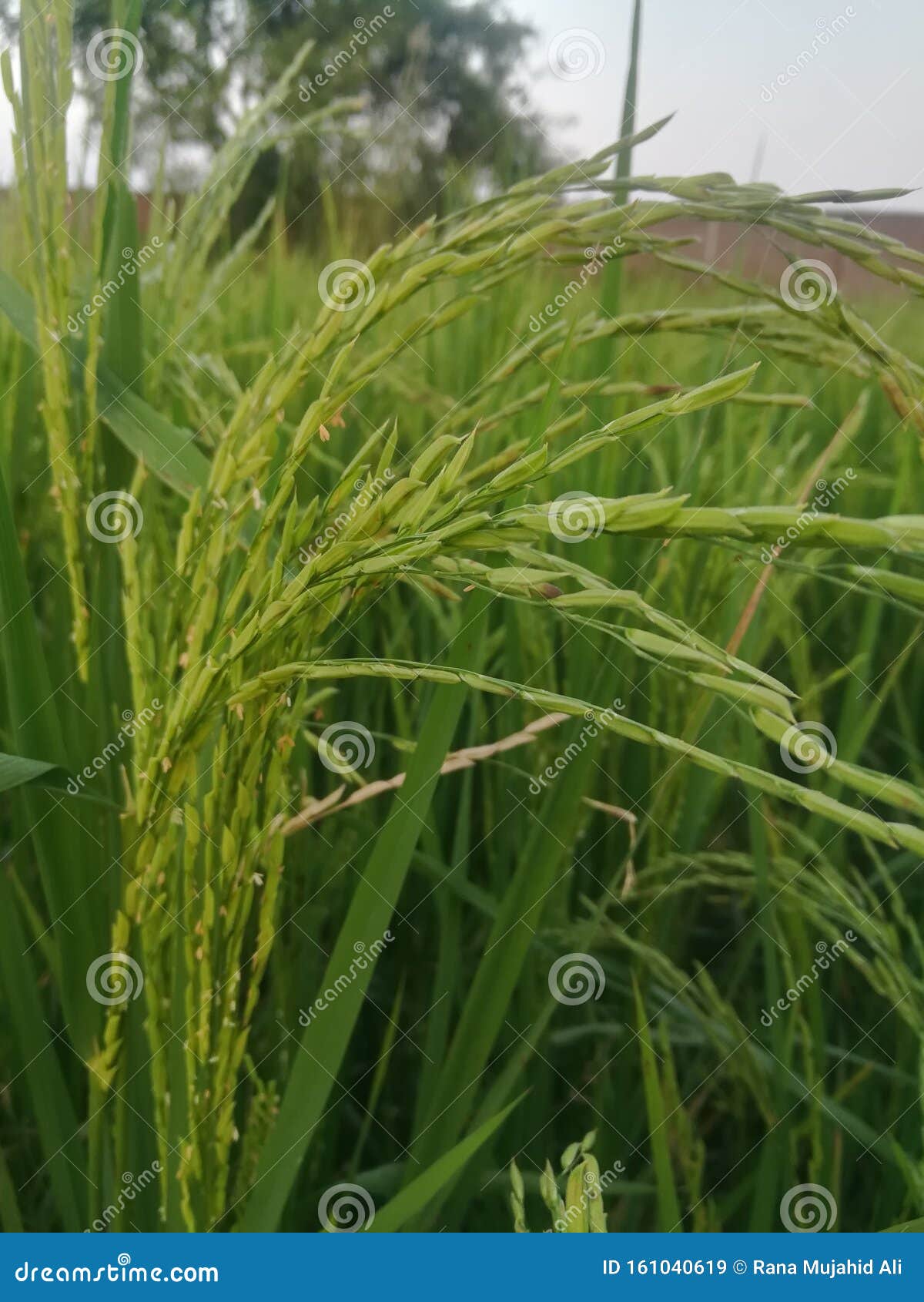 Lush Green Rice Paddy in Looks Beautiful Stock Image - Image of cereal ...