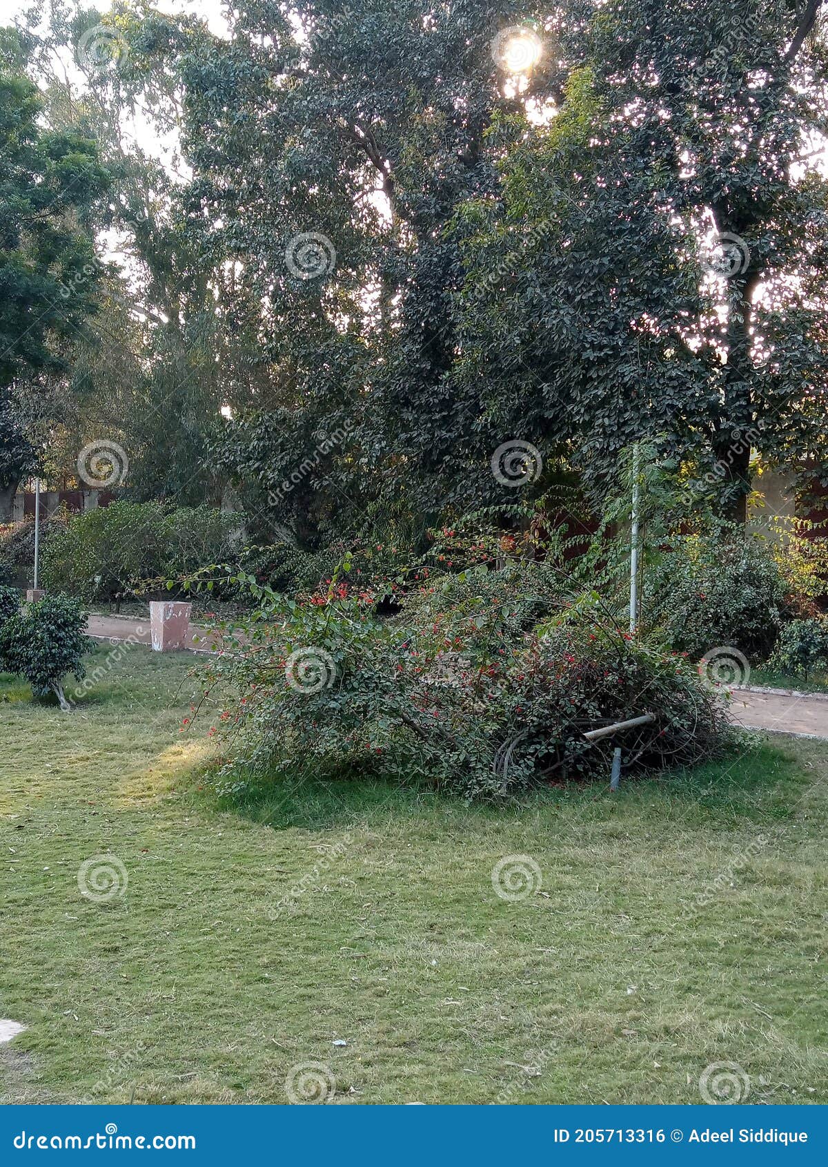Lush Green Shrubs and Trees Stock Photo - Image of lush, backyard ...