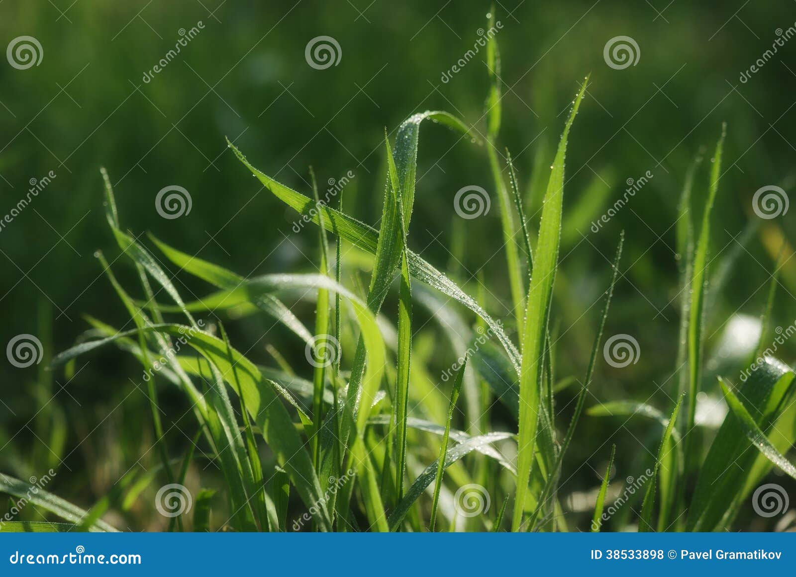 Lush green spring grass stock photo. Image of motion - 38533898