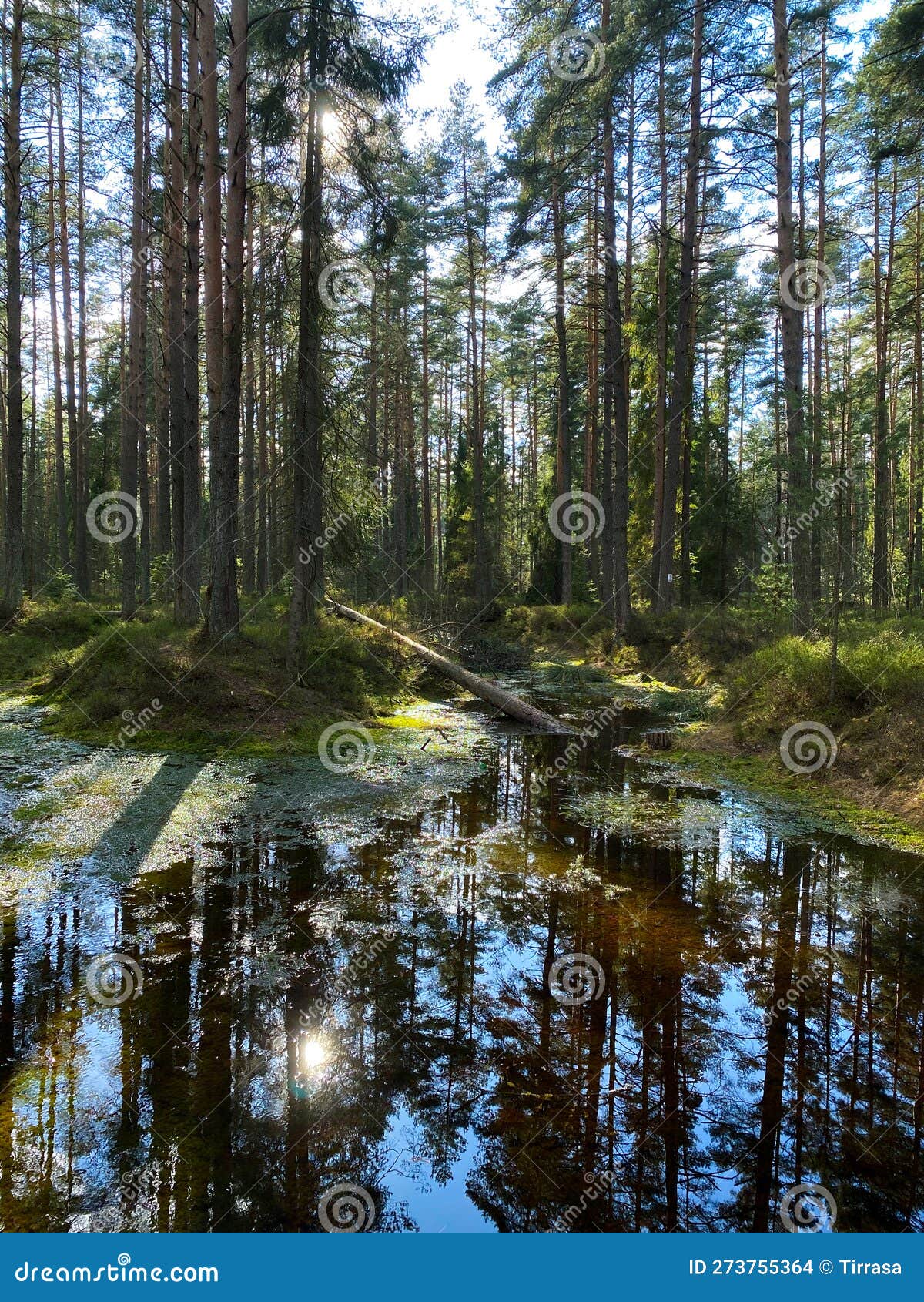 Lush Green Swamp with Trees, Leaves, Logs, and Algae Stock Photo ...