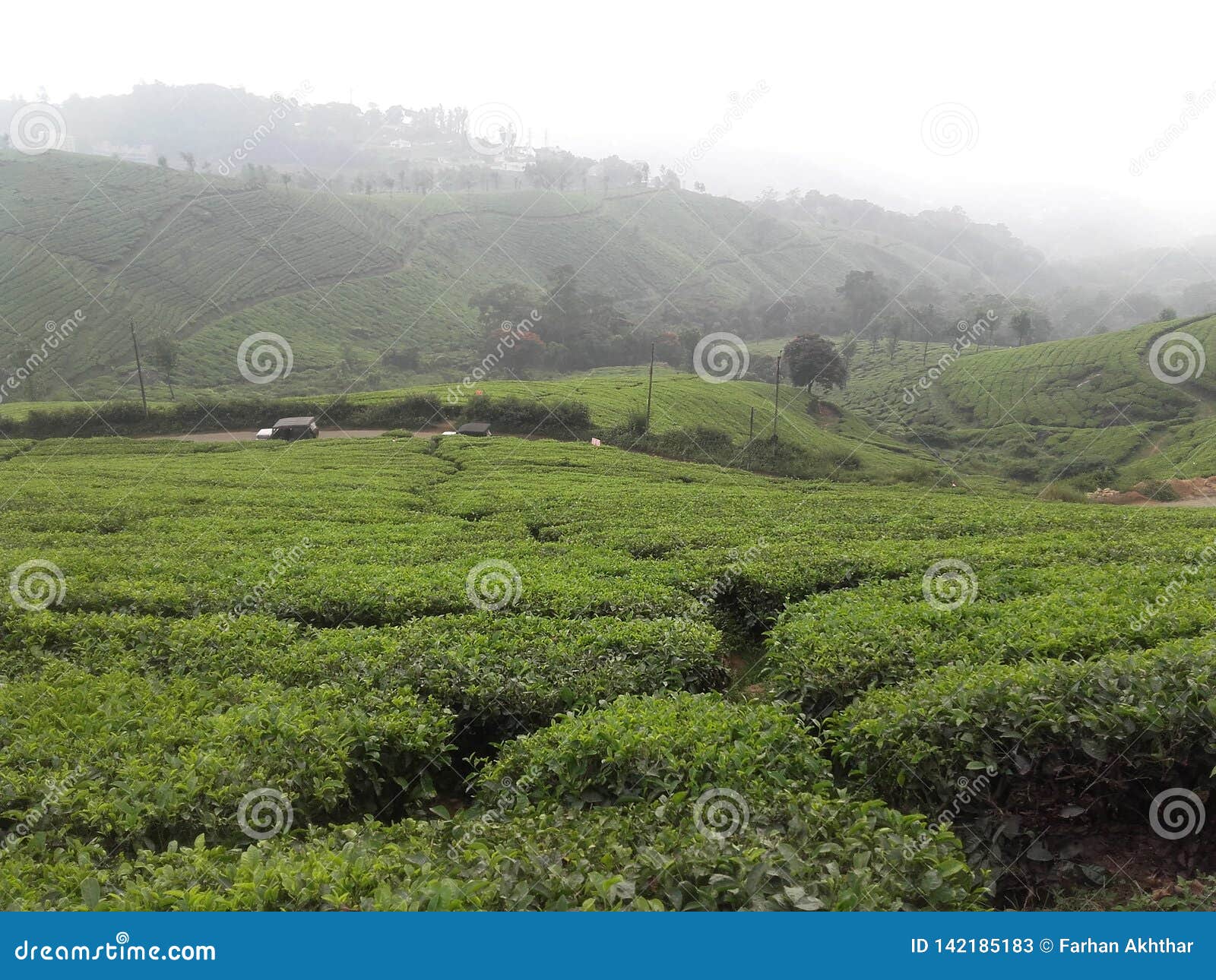 Lush green tea estate stock image. Image of nature, lush - 142185183
