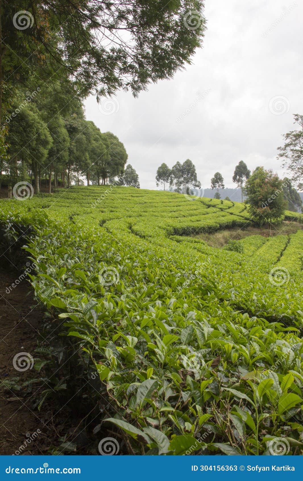 Lush Green Tea Trees in a Plantation from Afar. Stock Image - Image of ...