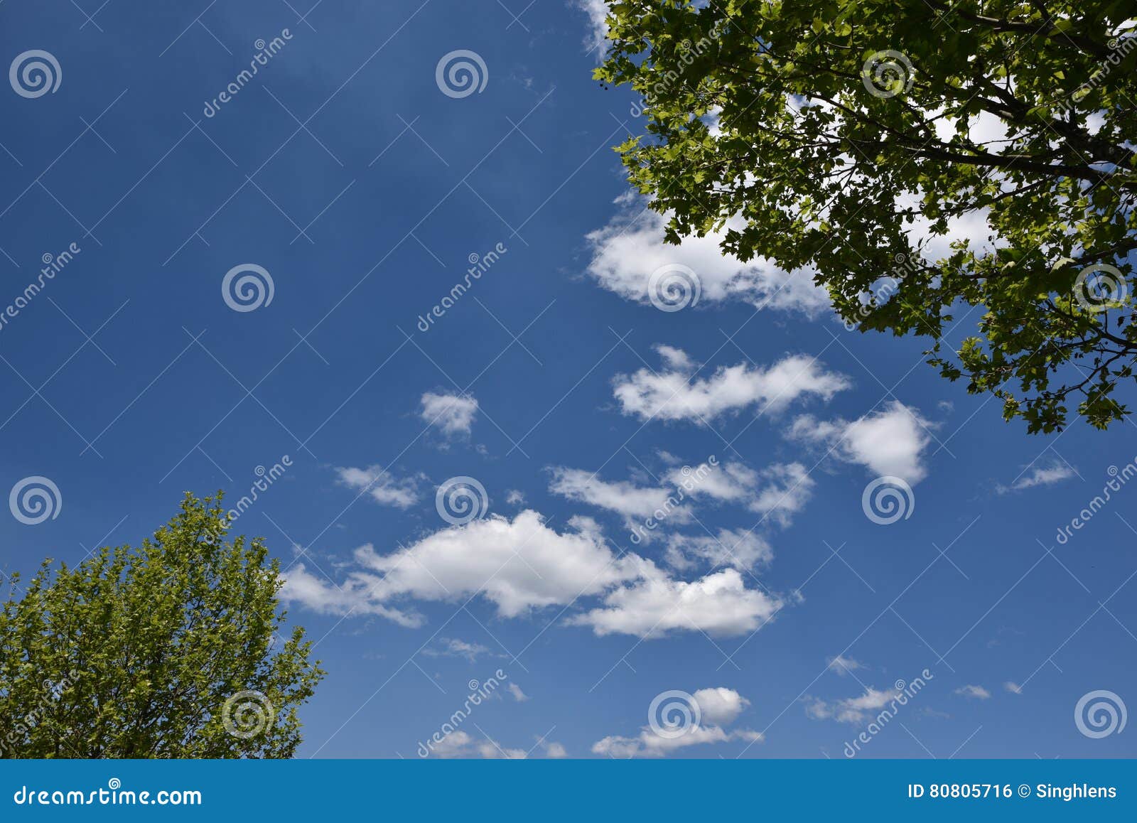 Lush Green Tree with Blue Sky in Background Stock Photo - Image of ...