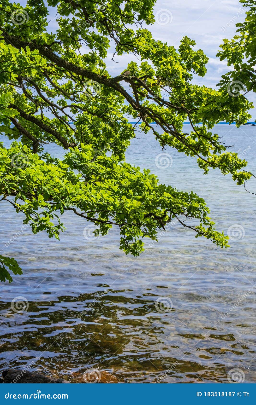 Lush Green Tree Branches Hanging Over Water in the Summer Stock Image ...