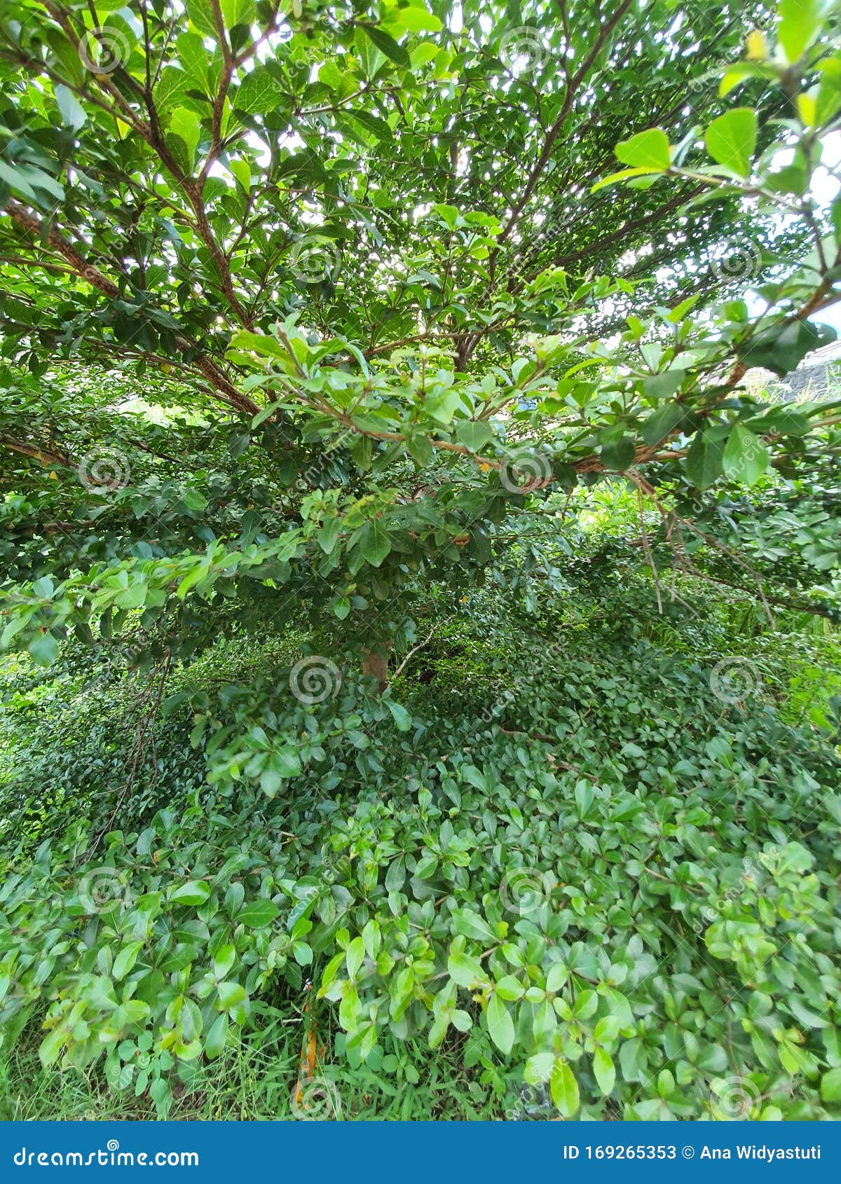 Lush Green Tree in the Garden Stock Image - Image of fresh, branch ...