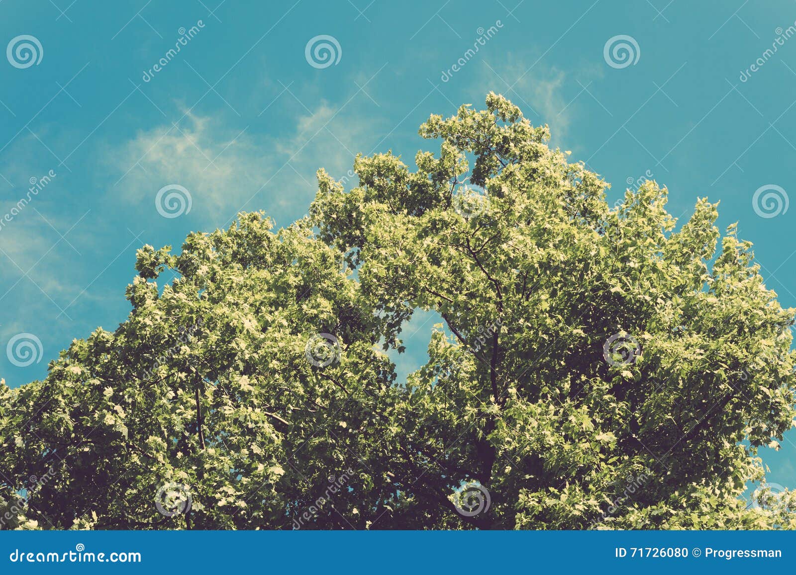 Lush Green Tree with Leaves on Blue Sky Background in Retro Colors ...