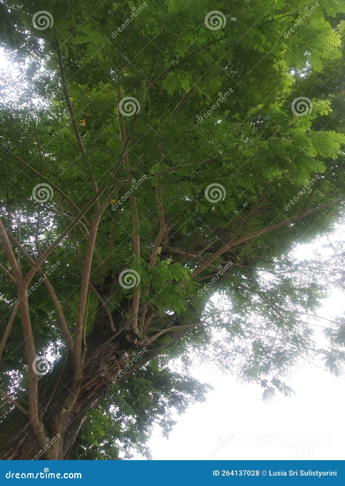 Lush green tree stock photo. Image of lush, green, tree - 264137028