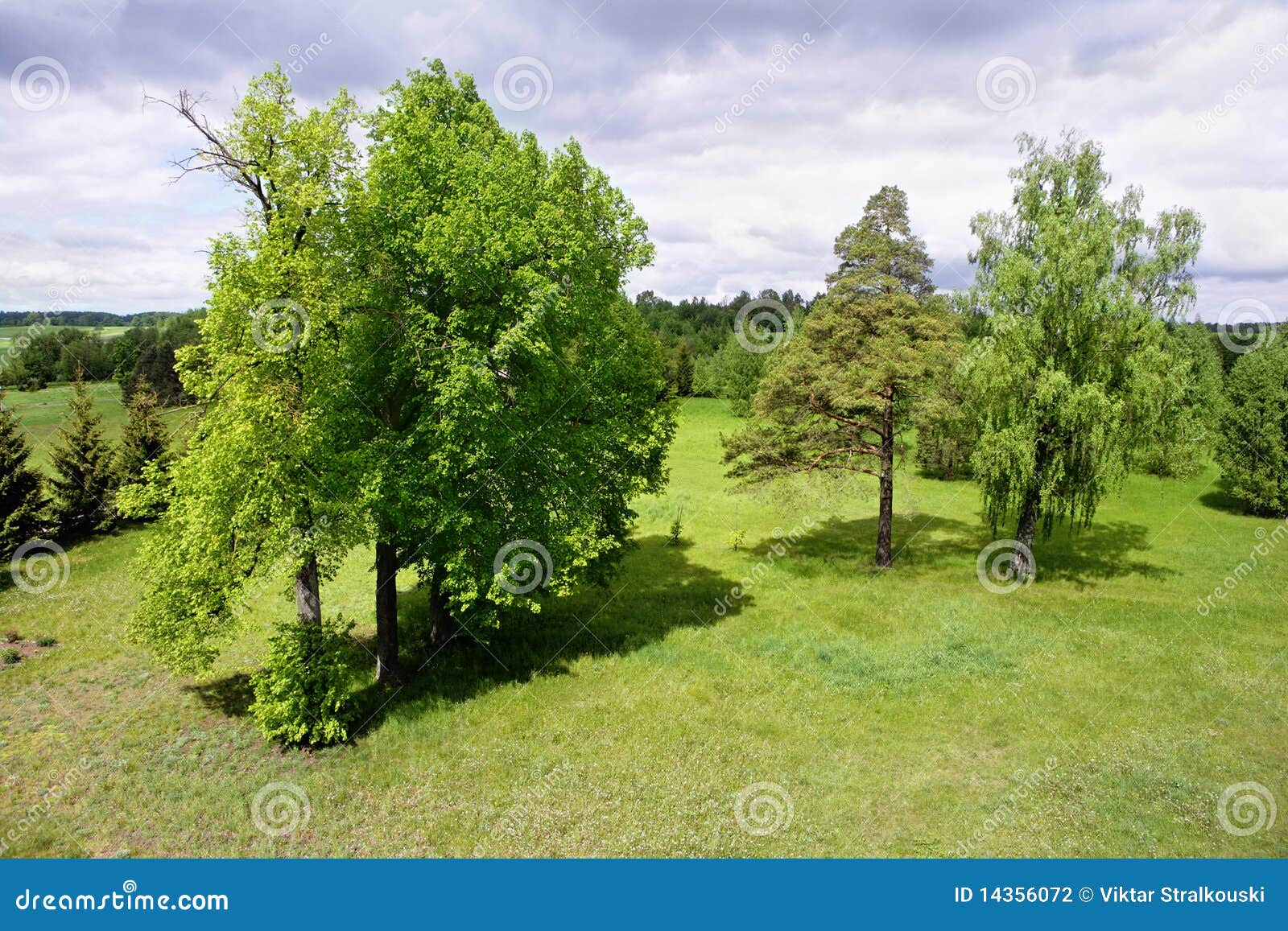 Lush green trees stock photo. Image of idyllic, blue - 14356072