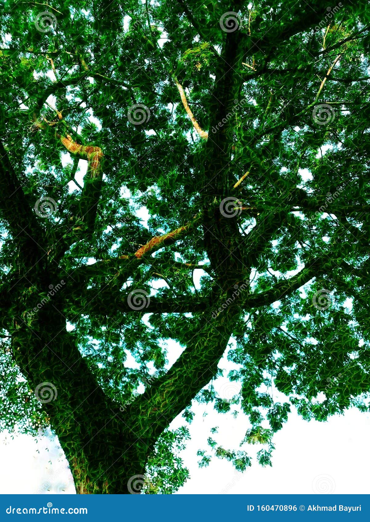 Lush Green Trees and Branching. Stock Photo - Image of mature, tree ...