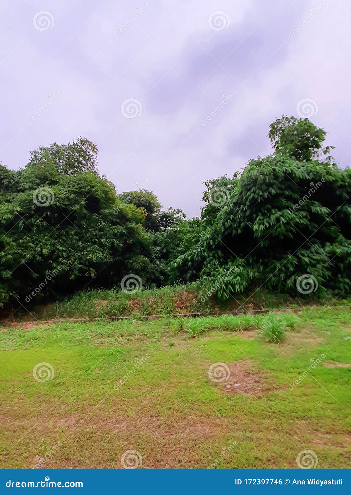 Lush Green Trees and Bushes Stock Photo - Image of green, trees: 172397746