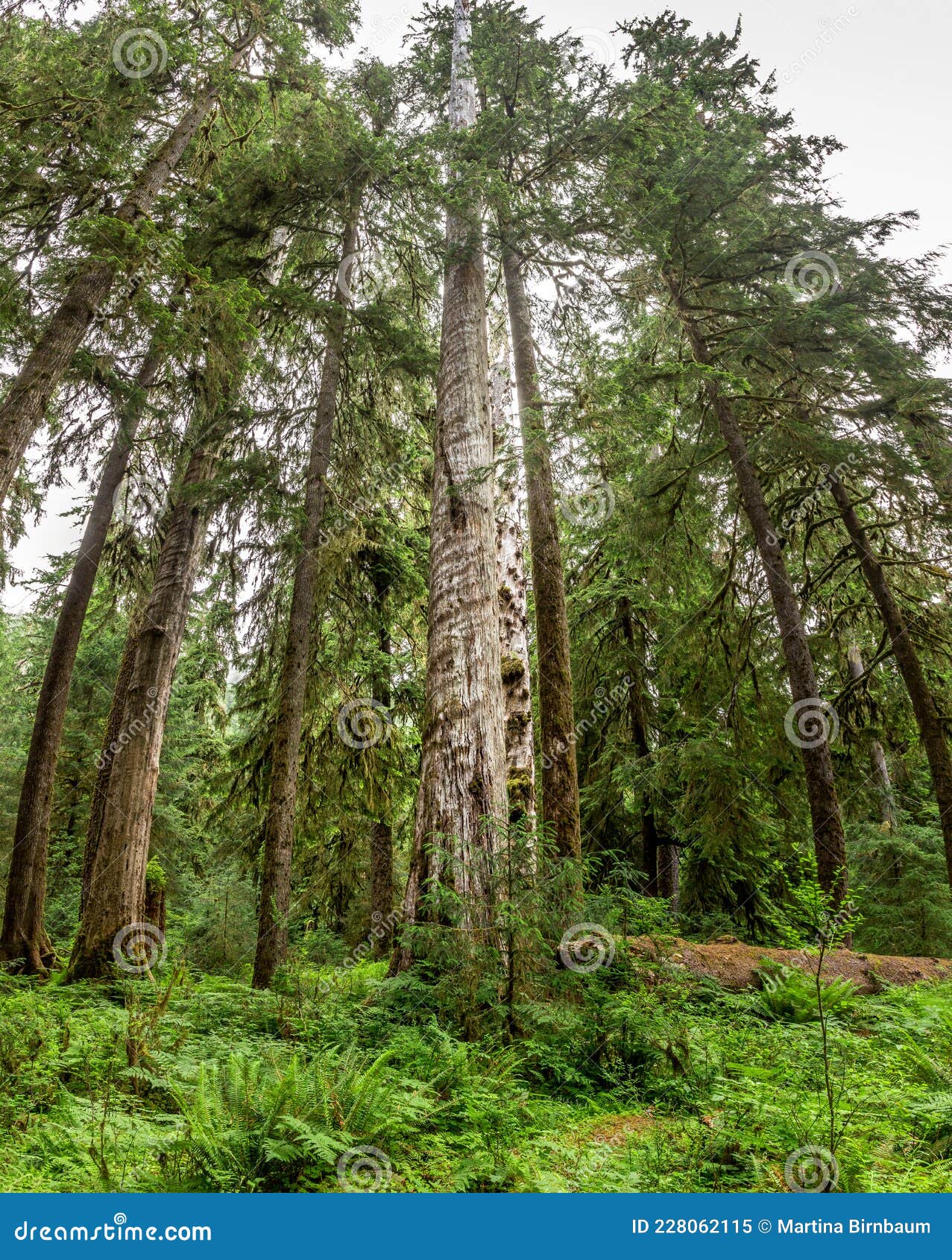 Trees And Ferns In A Forest Royalty-Free Stock Photo | CartoonDealer ...
