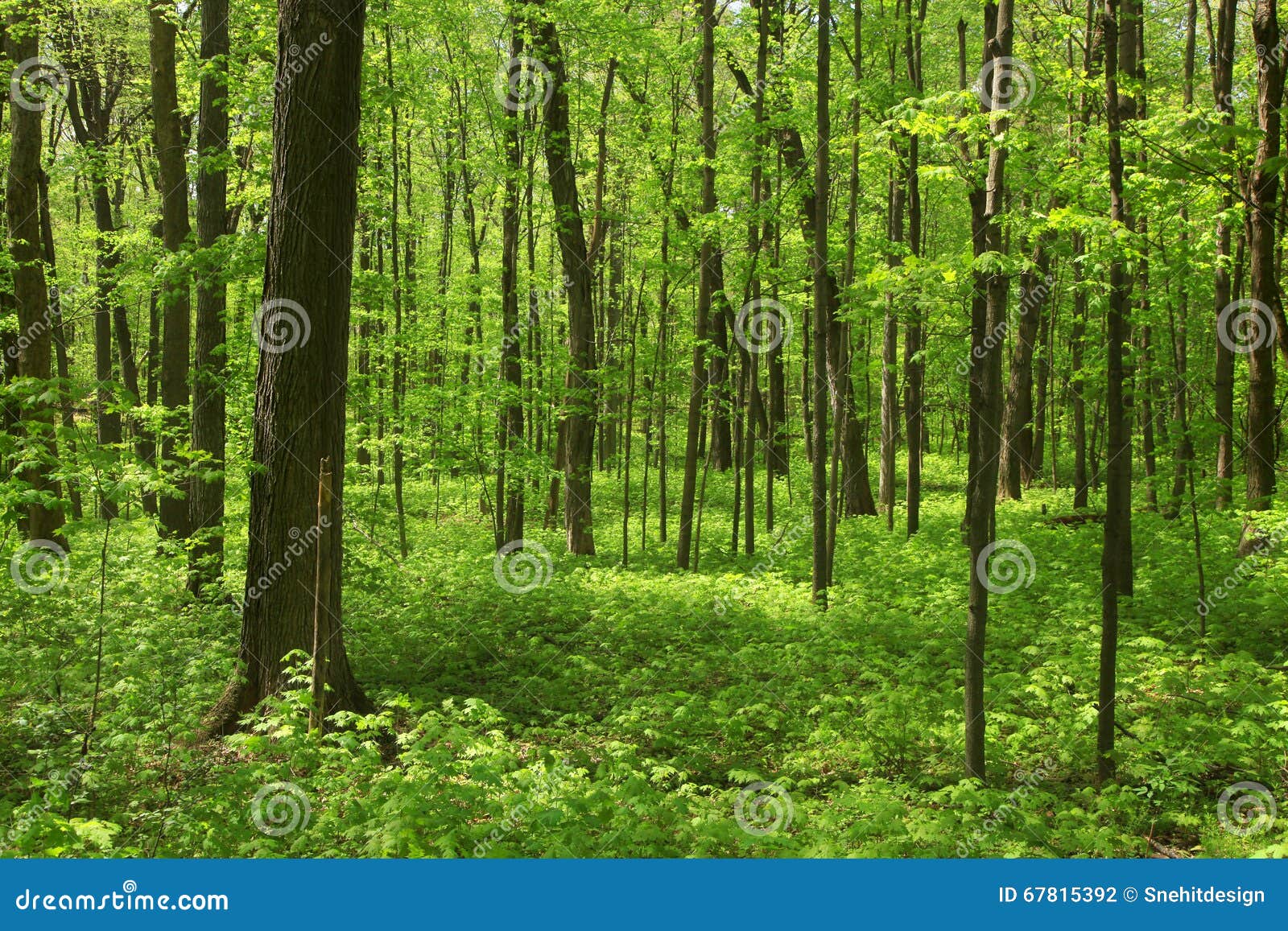 Lush green trees stock photo. Image of nature, outdoors - 67815392