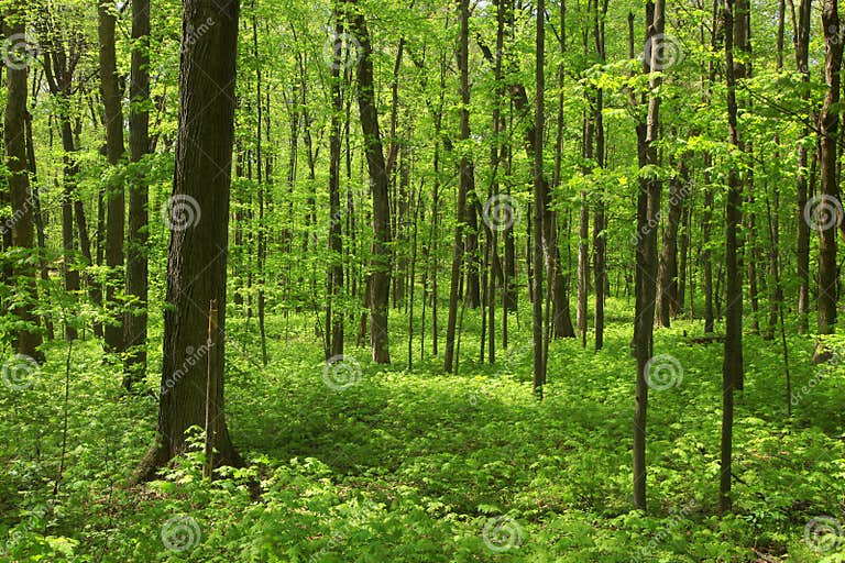 Lush green trees stock photo. Image of nature, outdoors - 67815392