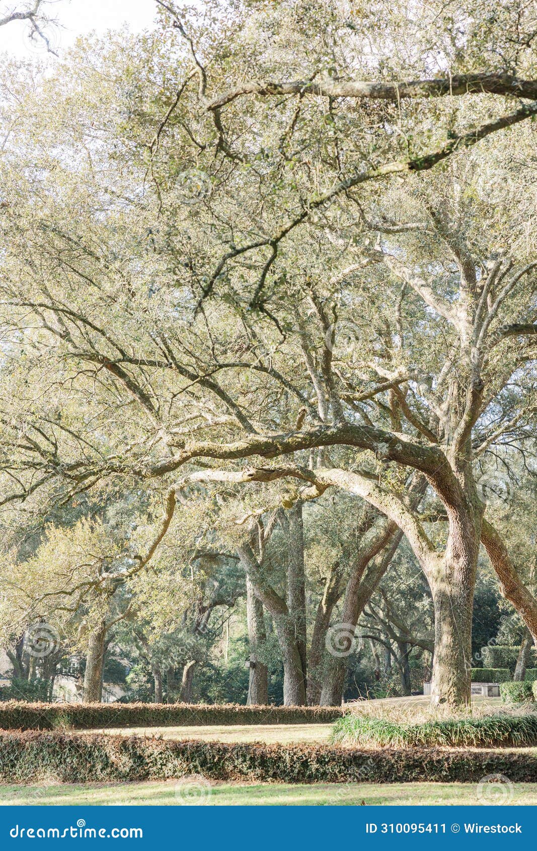Lush Green Trees in Mobile, Alabama Stock Image - Image of outdoors ...