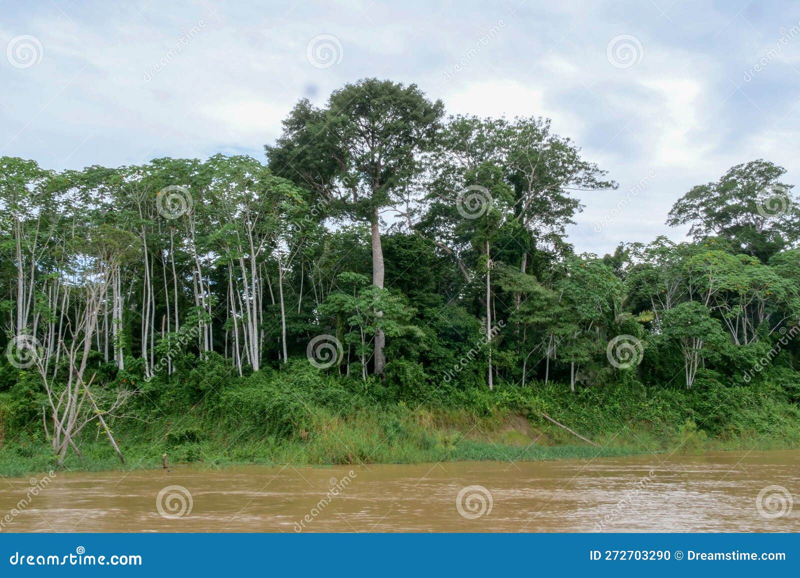 Lush Green Trees on the Side of the Amazon River in Brazil Stock Photo ...