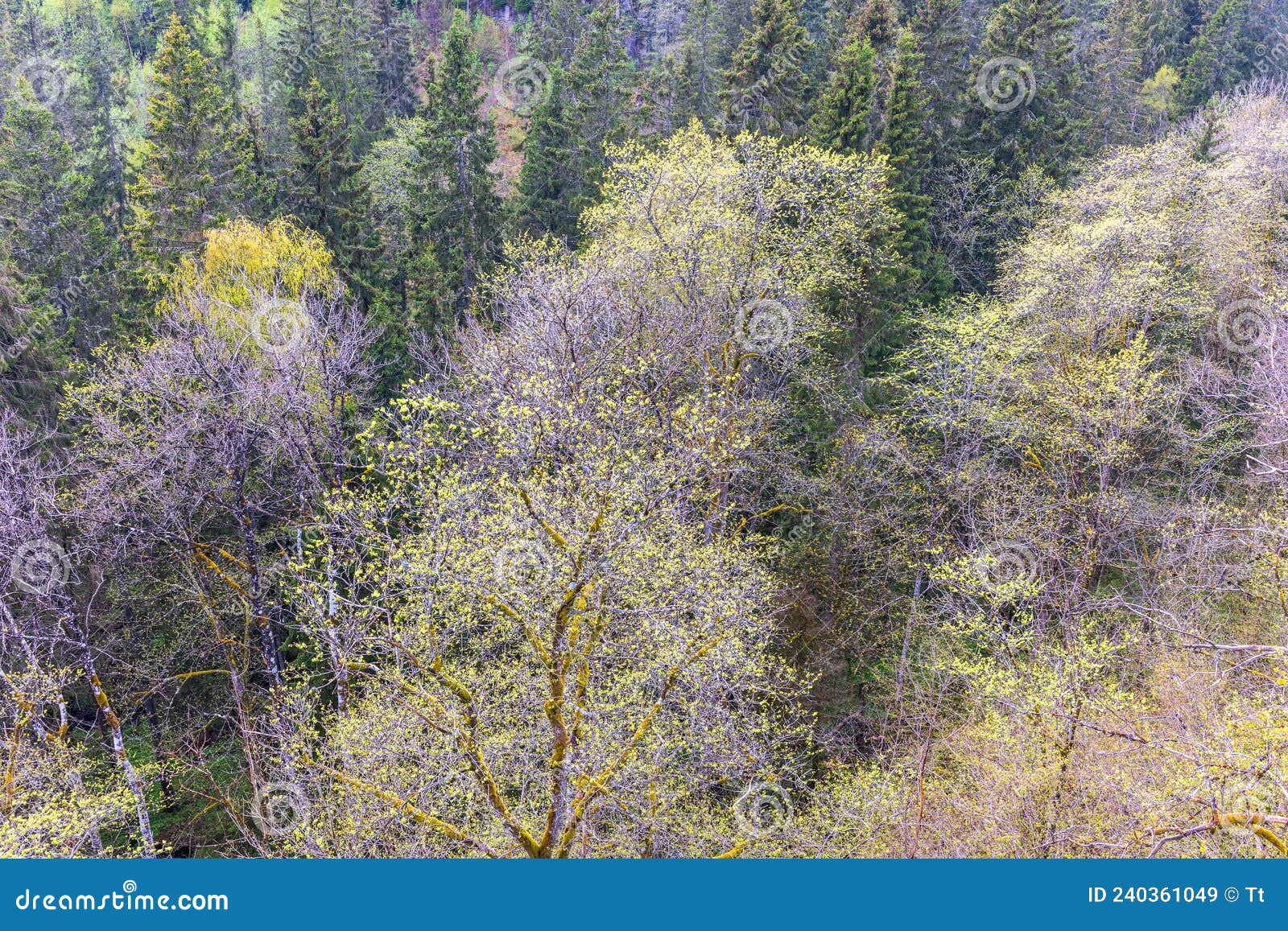 Lush Green Trees in the Spring Stock Image - Image of spring, branch ...