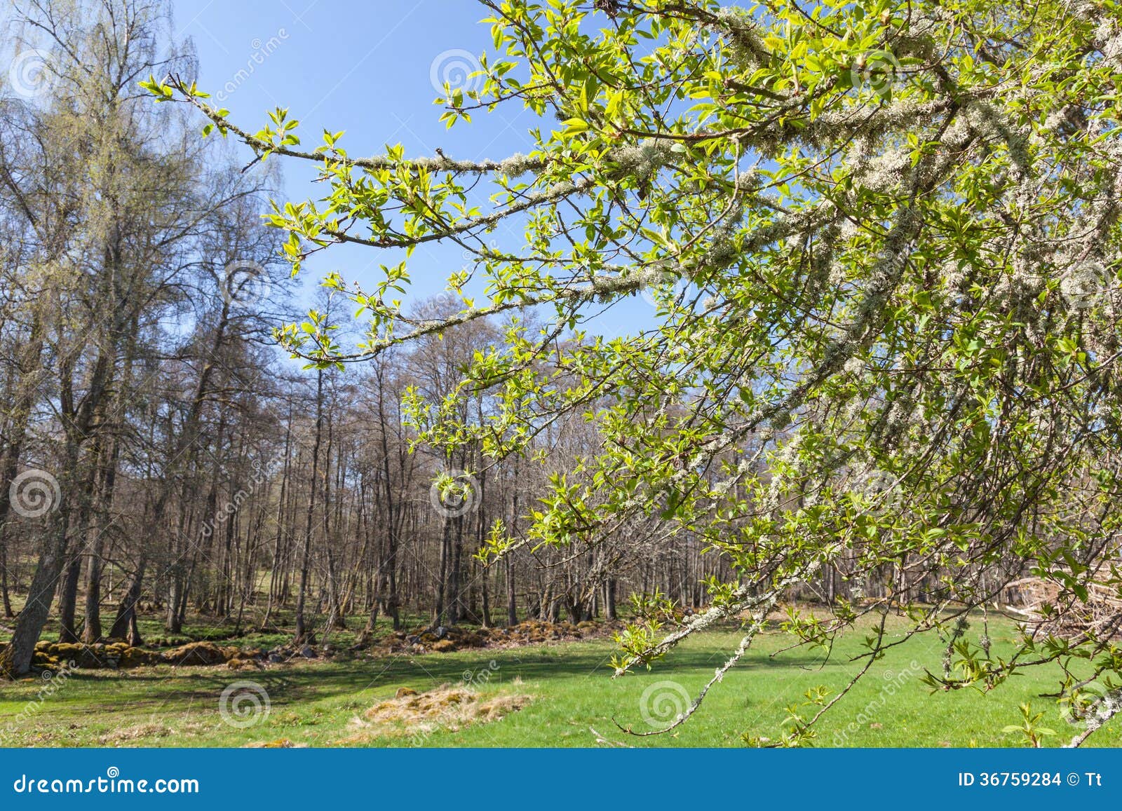 Lush green trees stock photo. Image of outdoors, branch - 36759284