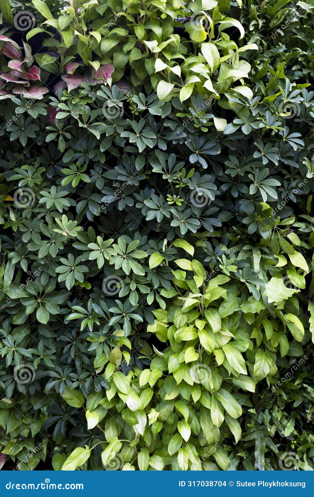 Lush Green Vertical Garden Texture,Vibrant Vertical Garden with Diverse ...