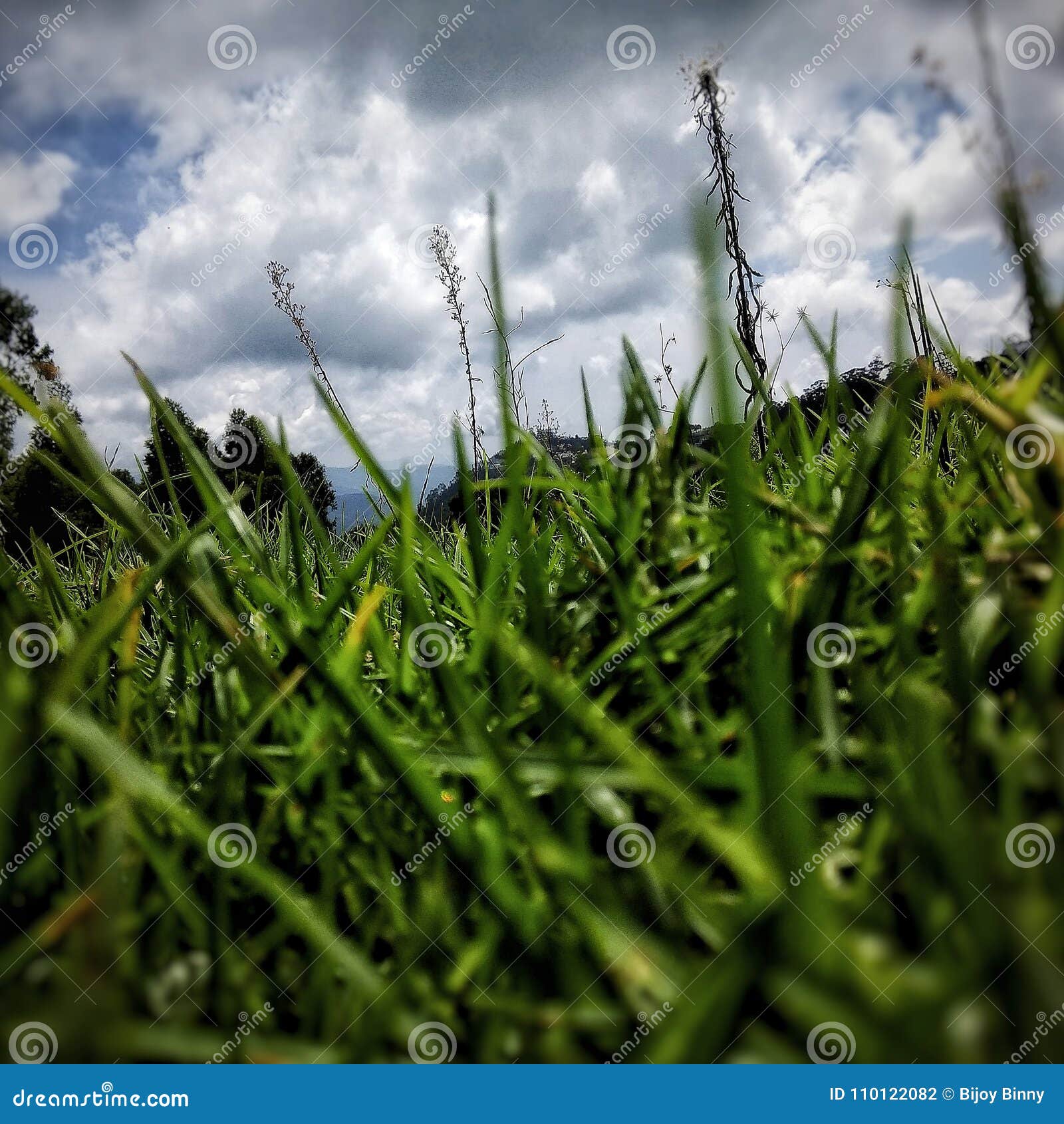 The lush green stock photo. Image of clouds, green, nature - 110122082