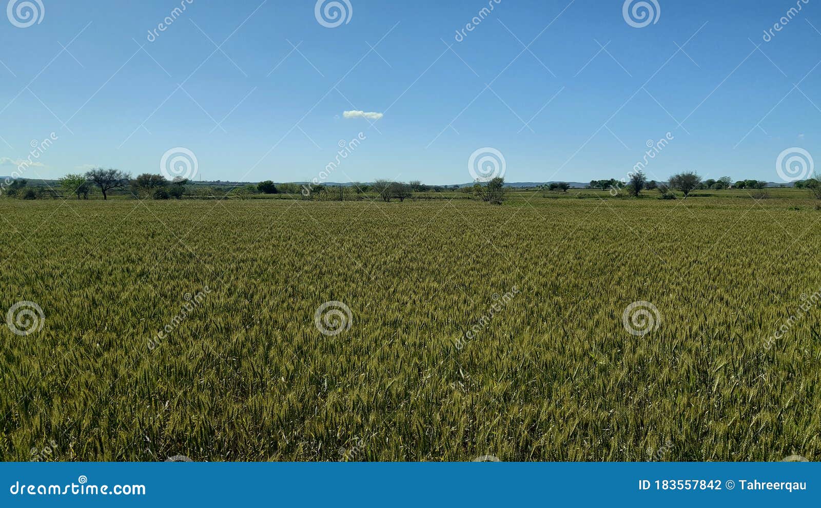 Lush Green Wheat Crop Fields Stock Photo - Image of lush, grassland ...