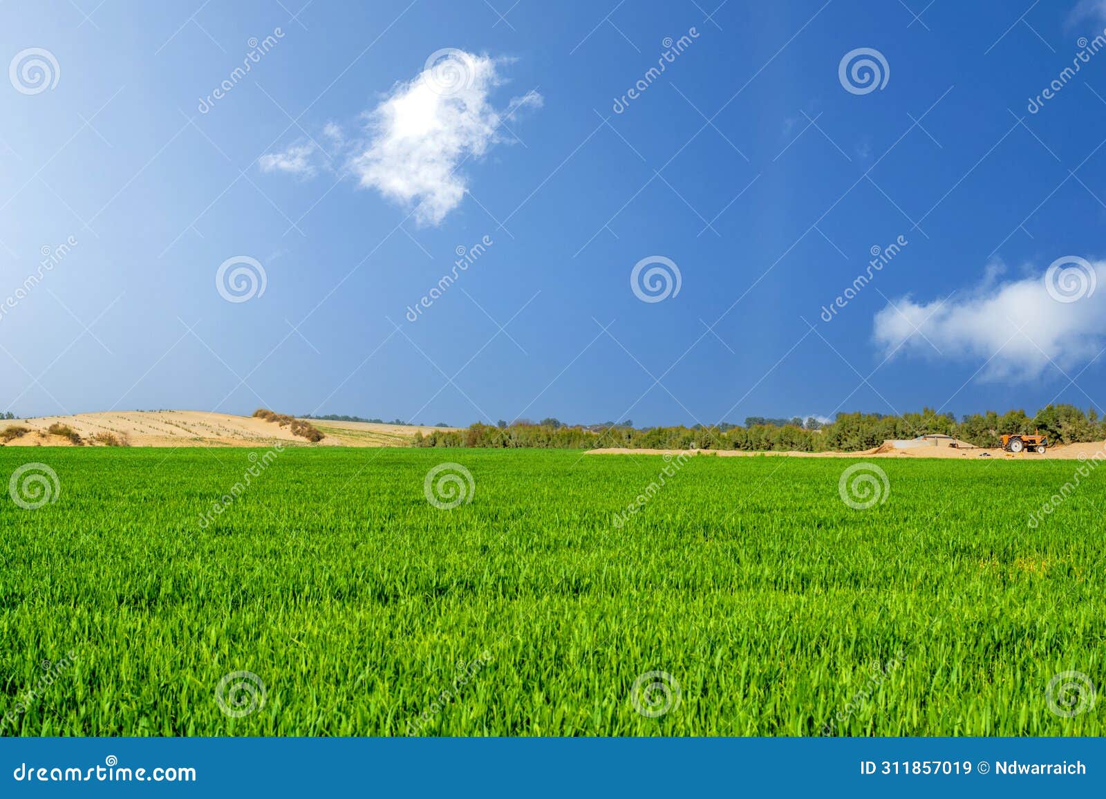 Lush Green Wheat Crop in the Thar Desert Stock Image - Image of garden ...
