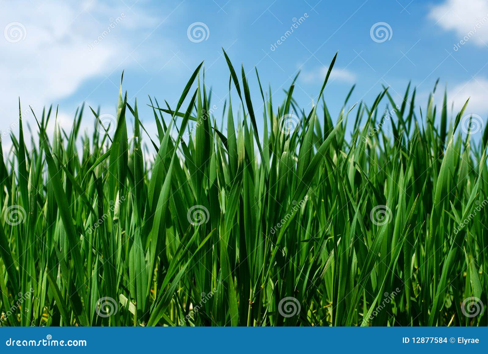 Lush green wheat leaves stock photo. Image of freshness - 12877584
