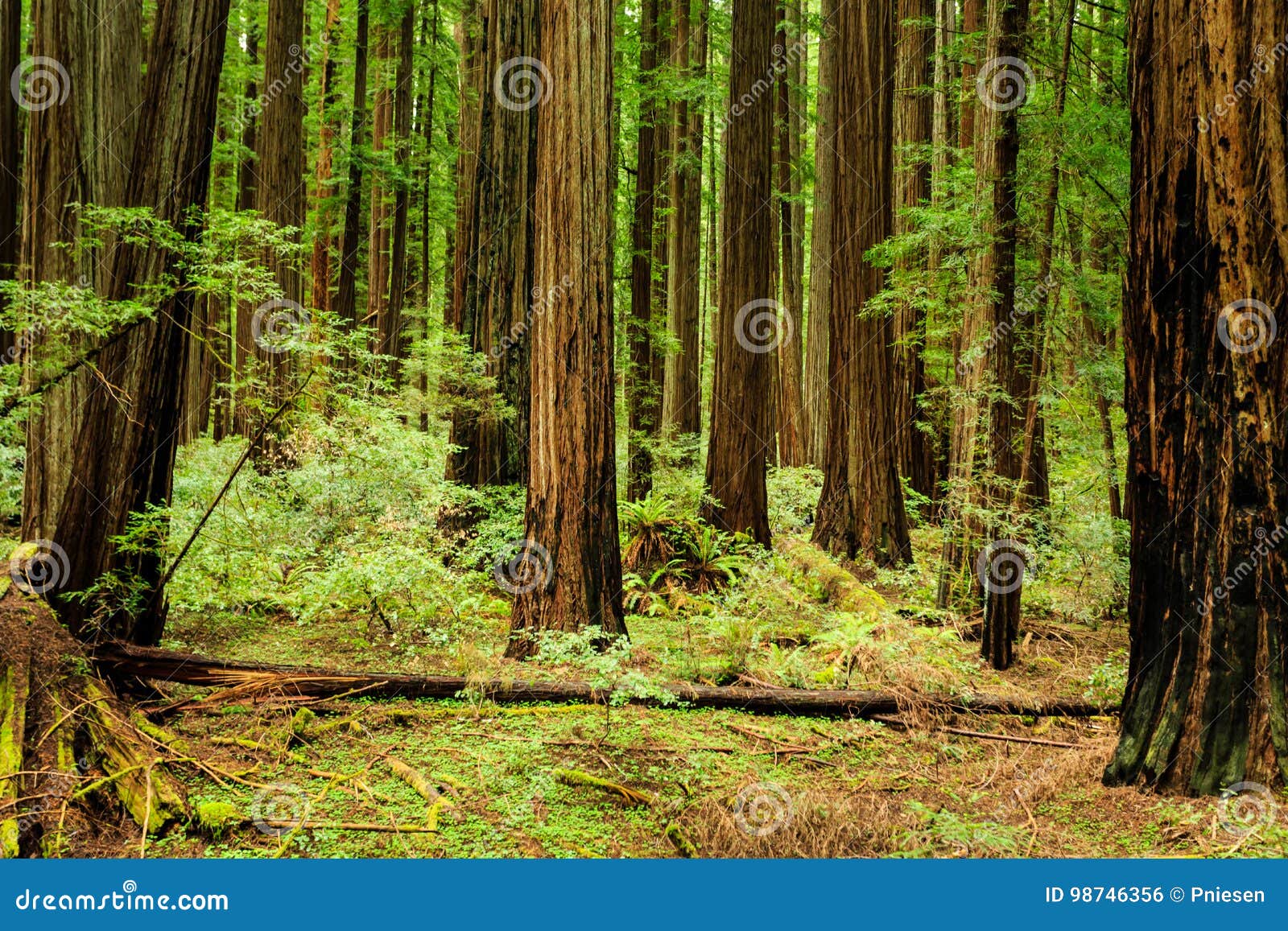 Lush Greendense Redwood Forest Floor Stock Photo - Image of lush ...