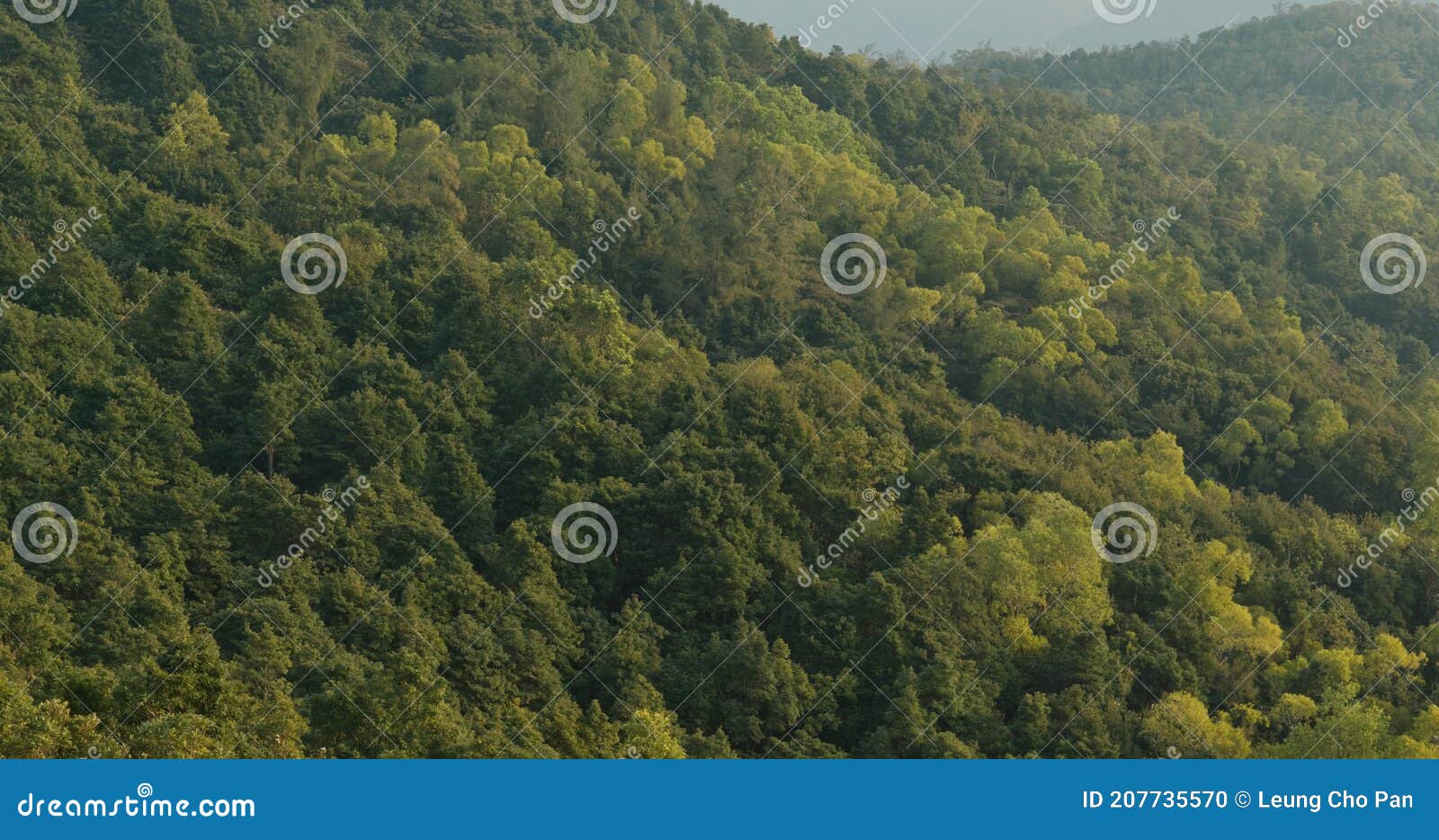 Lush Greenery Nature Tropical Stock Photo - Image of nature, surface ...