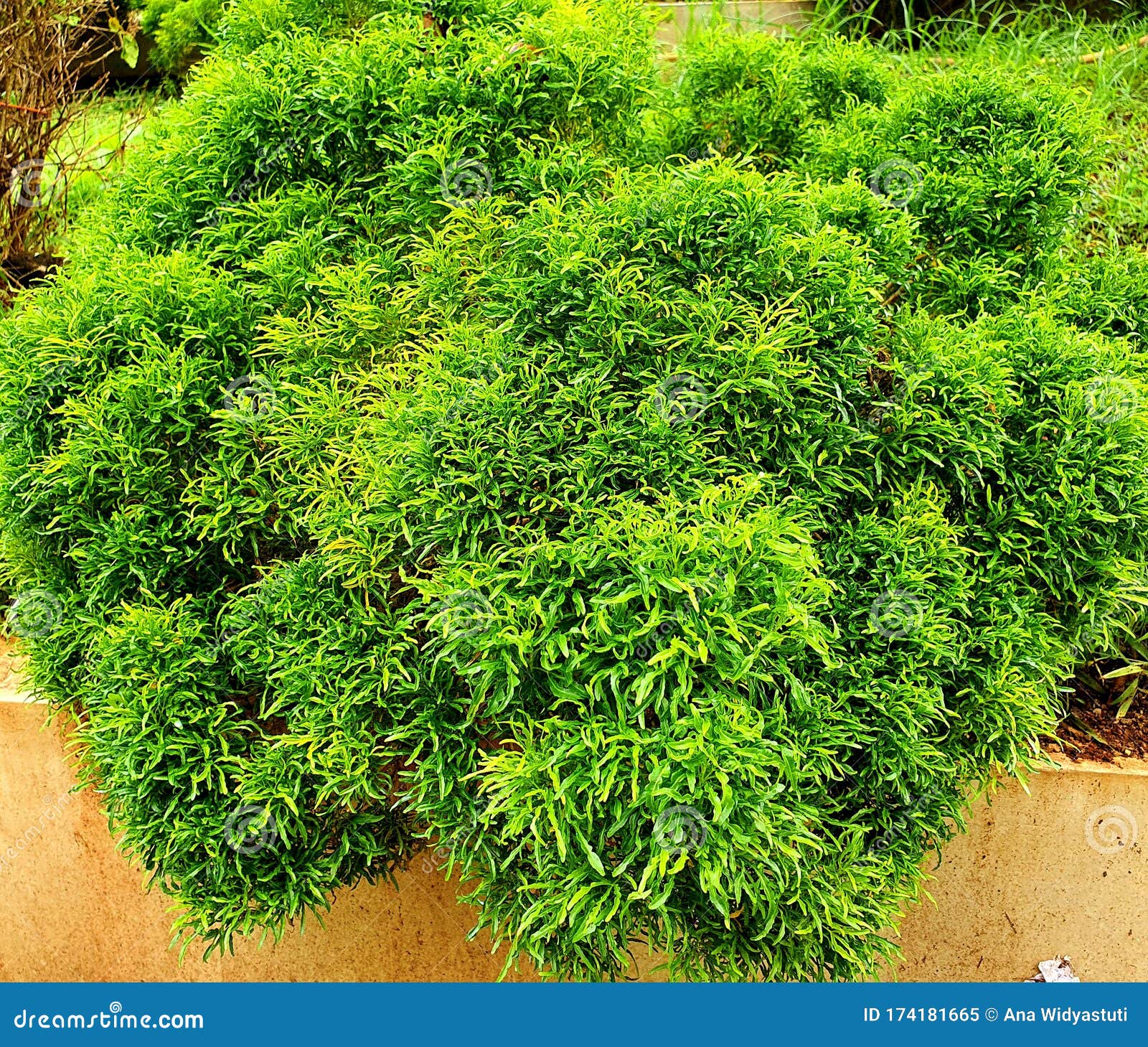 Lush Greenery Stock Photos - Download 50,846 Royalty Free Photos