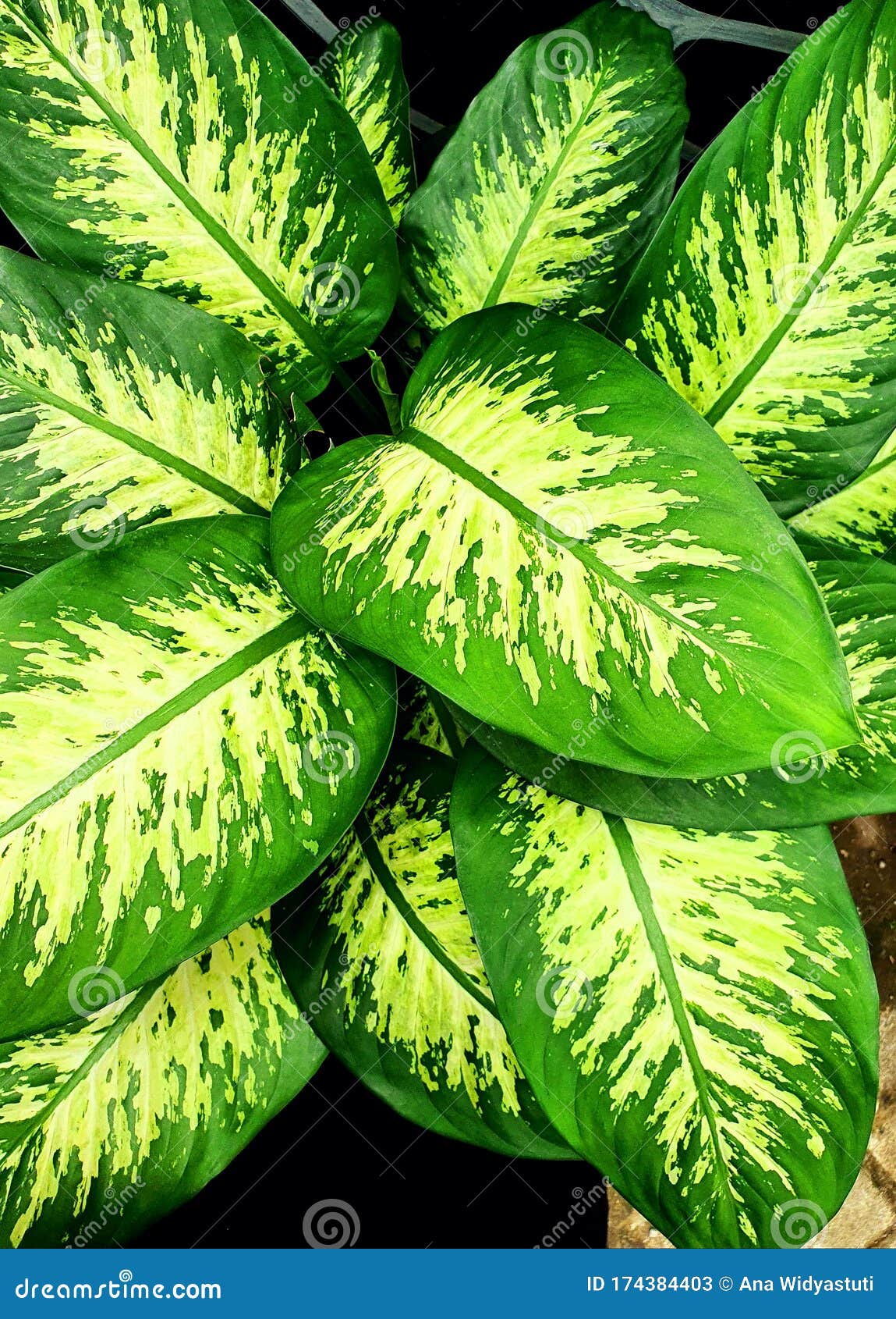 Lush Greenery Plants in the Garden Stock Image - Image of plants ...