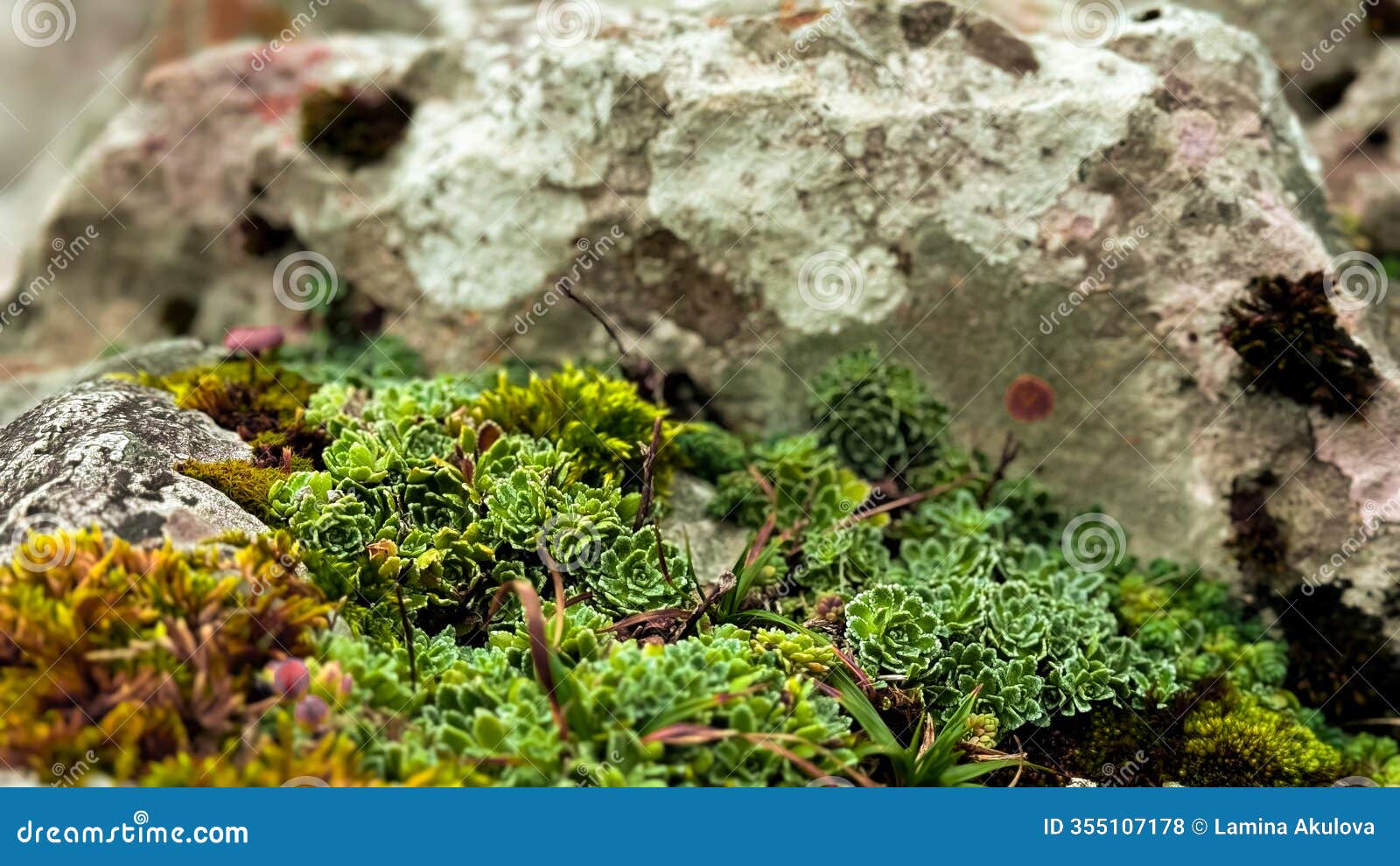 Lush Greenery and Rocks in a Natural Landscape Setting Stock Photo ...