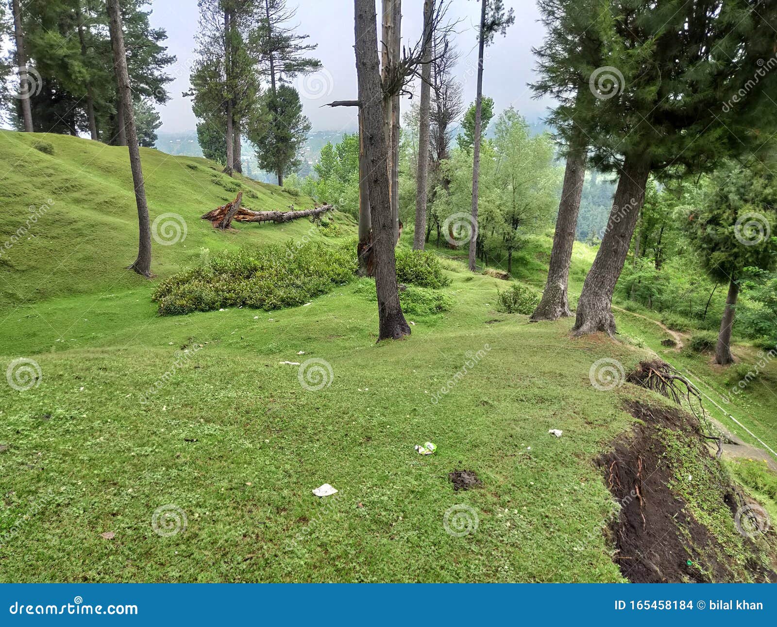 Lush Greenery Trees Scenic Beauty India Stock Photo - Image of india ...