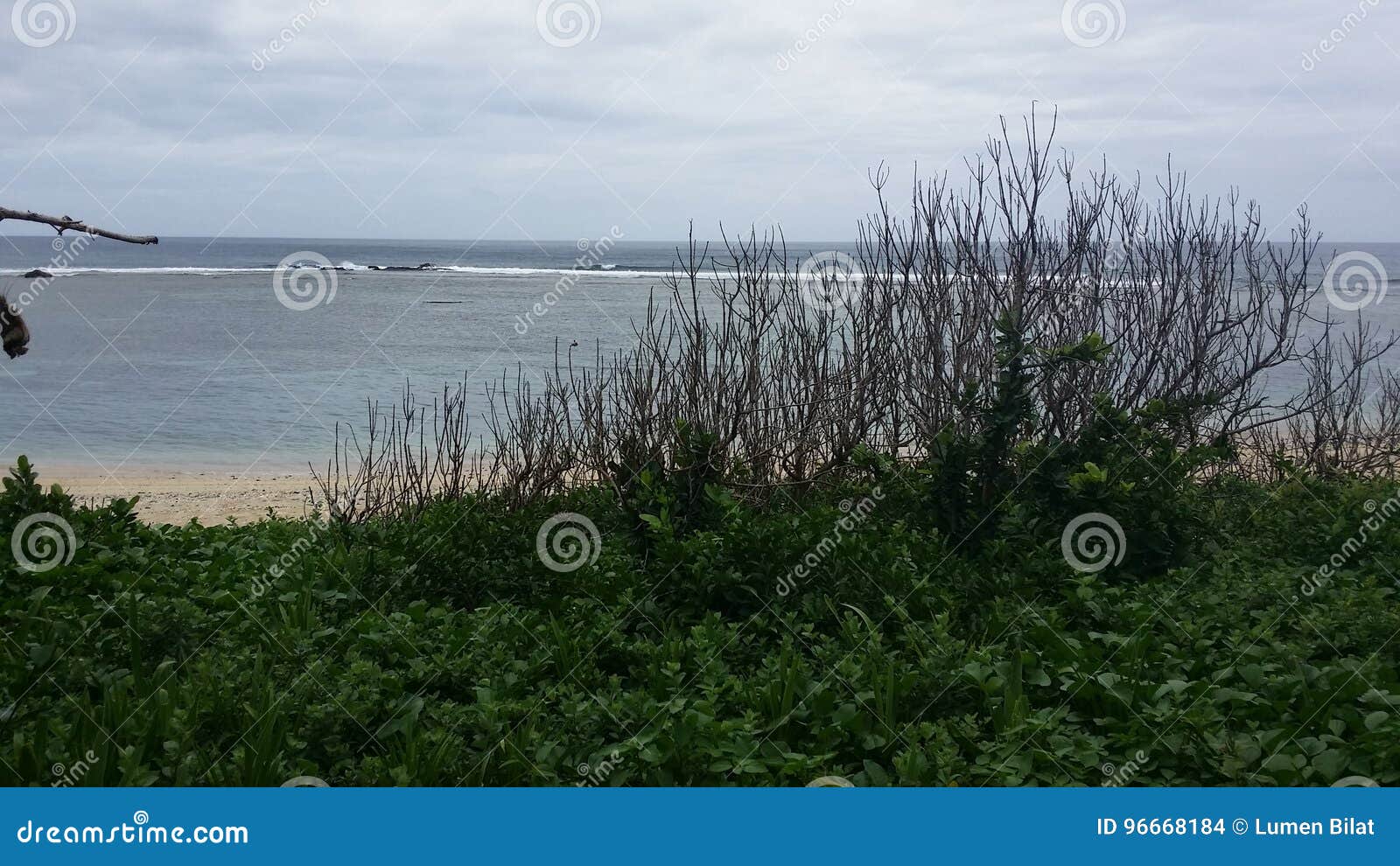 Plant life by the beach stock photo. Image of ocean, grass - 96668184